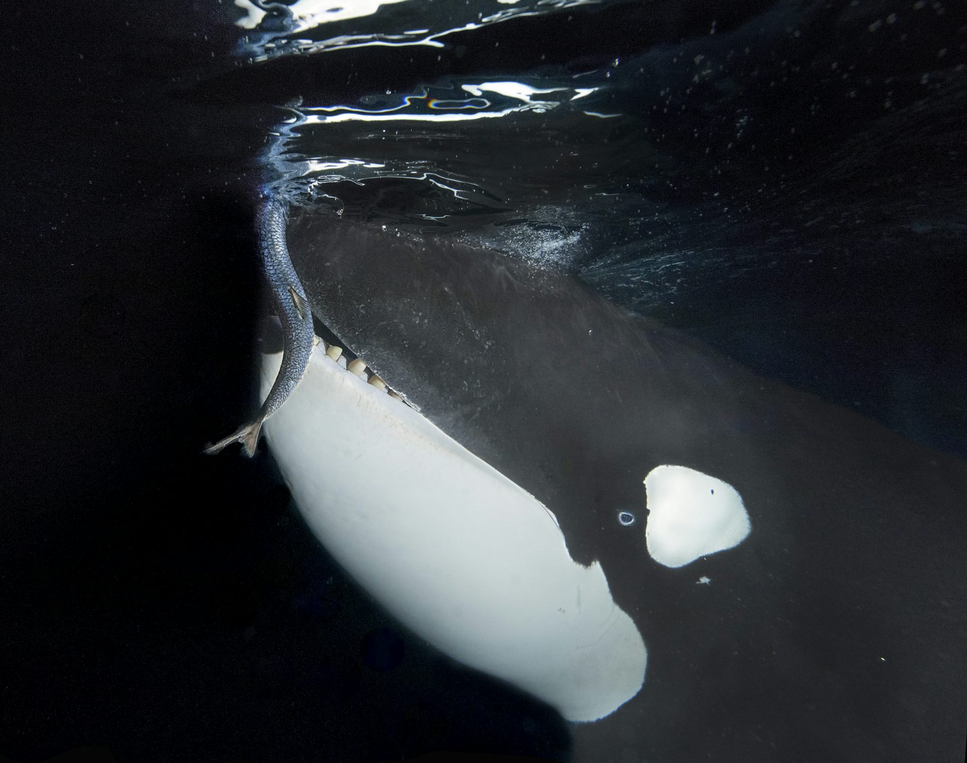 Toxic diets: Canadian orcas face high risks of pollution-related health ...