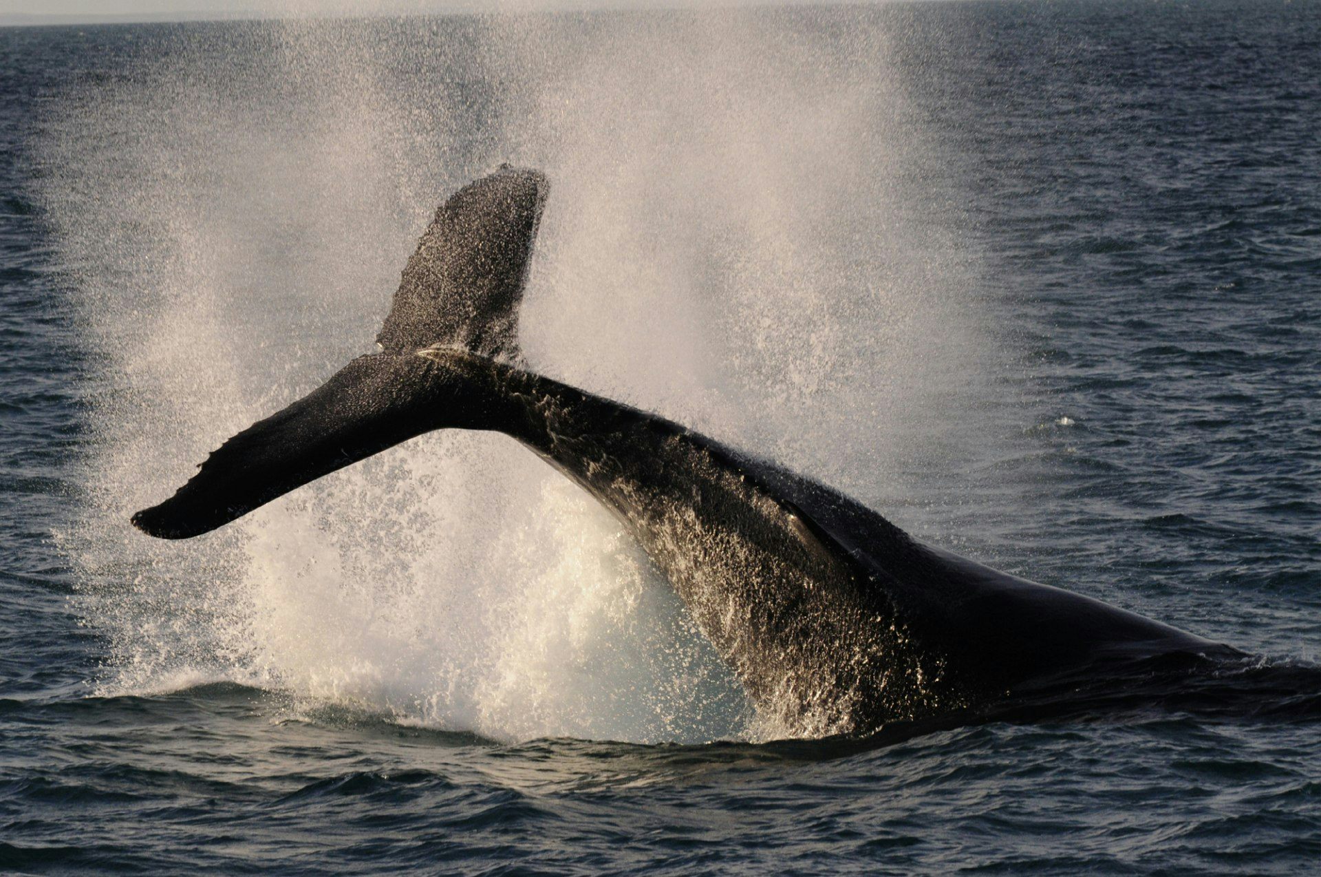Bottoms up: how whale poop helps feed the ocean