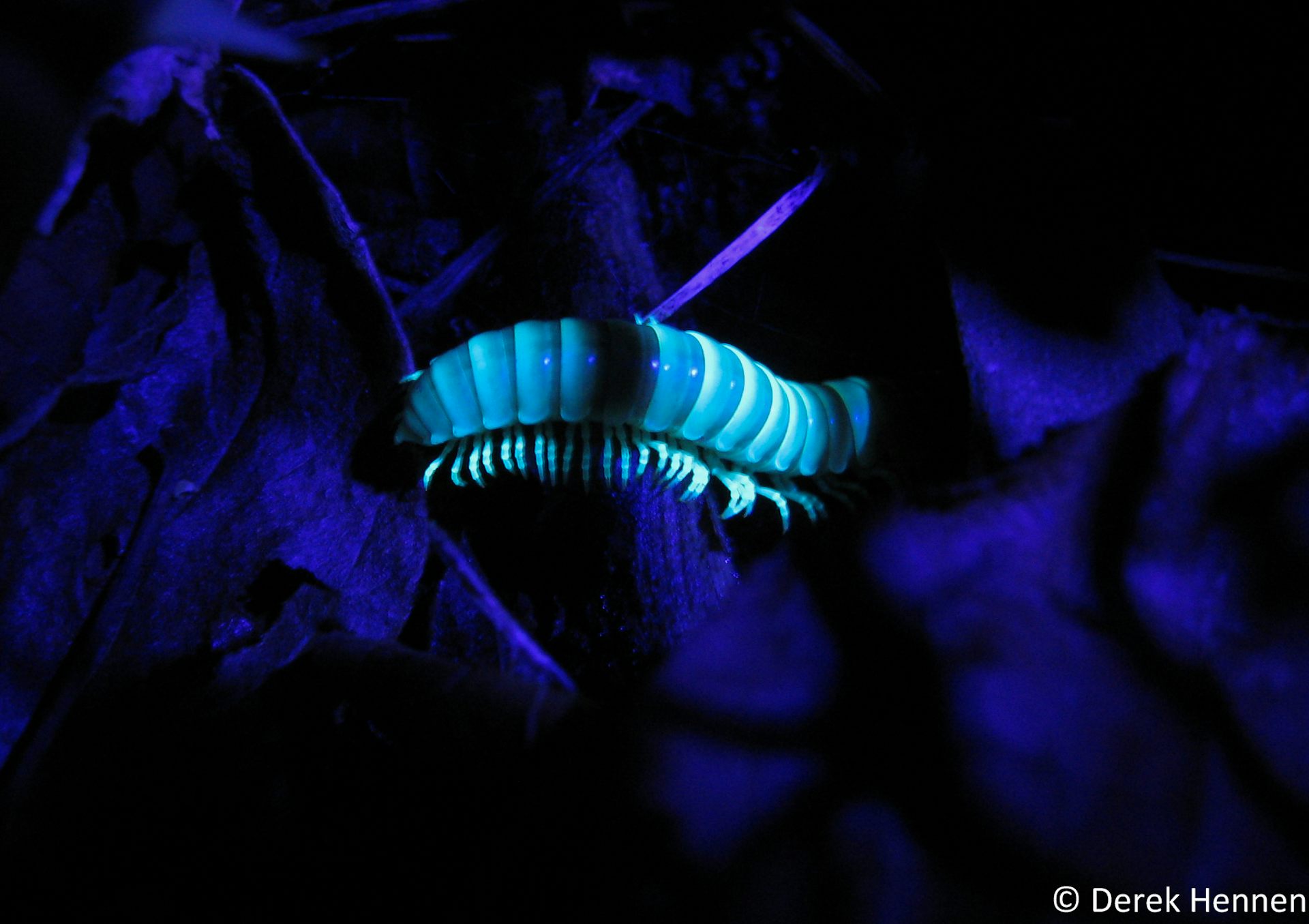 Scientists at work: capturing beautiful millipedes in Ohio
