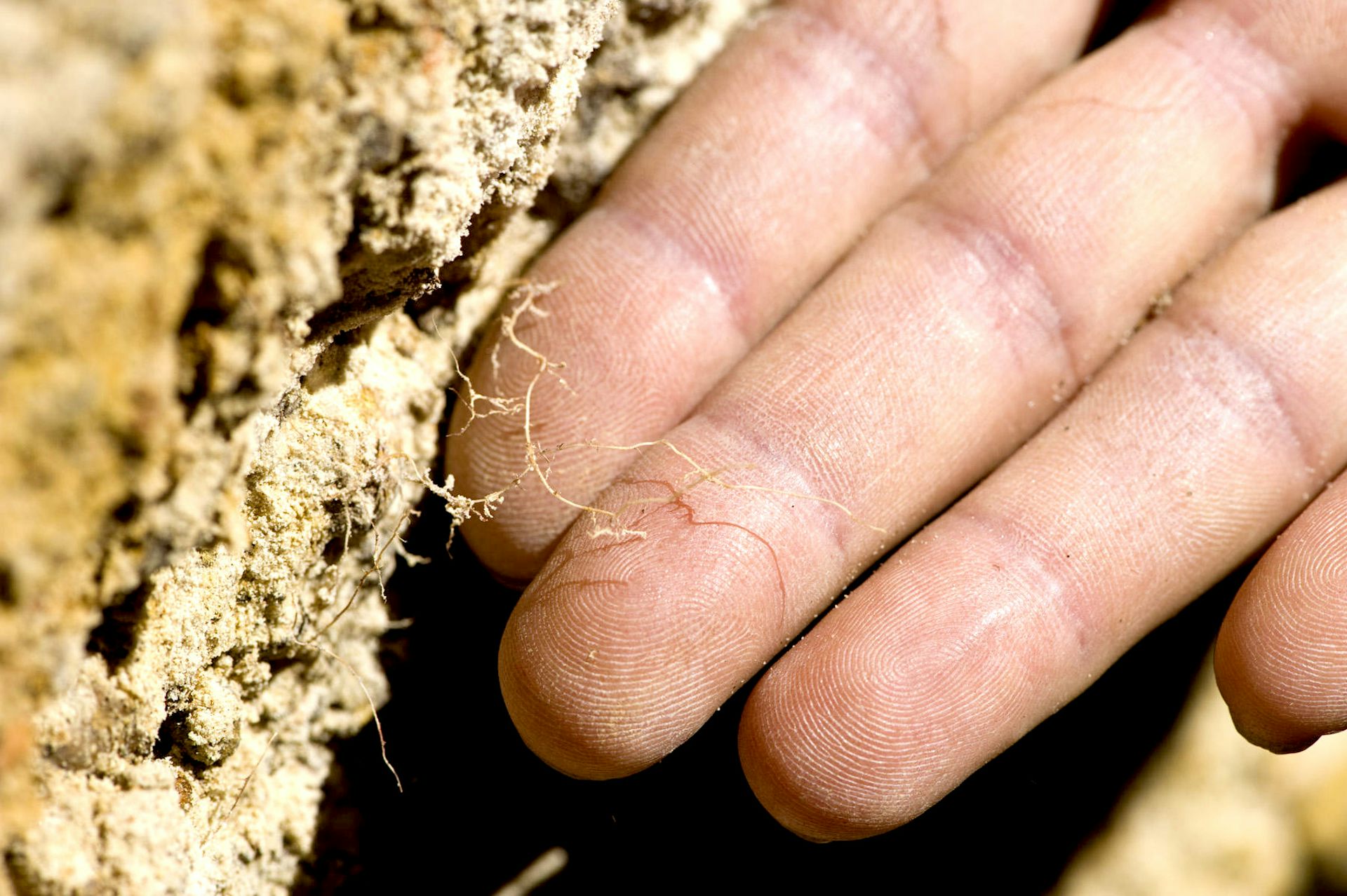 Australia’s soils are notoriously poor. Here’s how scientists are ...
