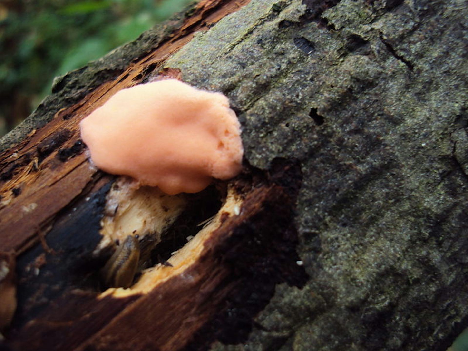 Beatrix Potter, creadora de Peter Rabbit, y su pasión por las setas