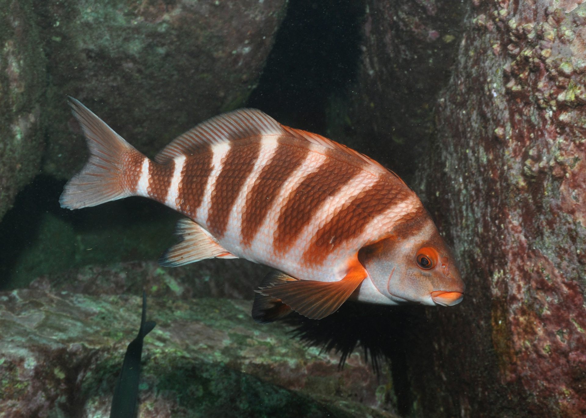 Fish at risk when seas too warm