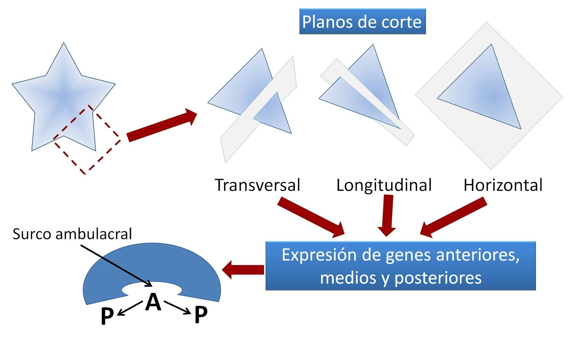 Diagrama De Estrella De Mar