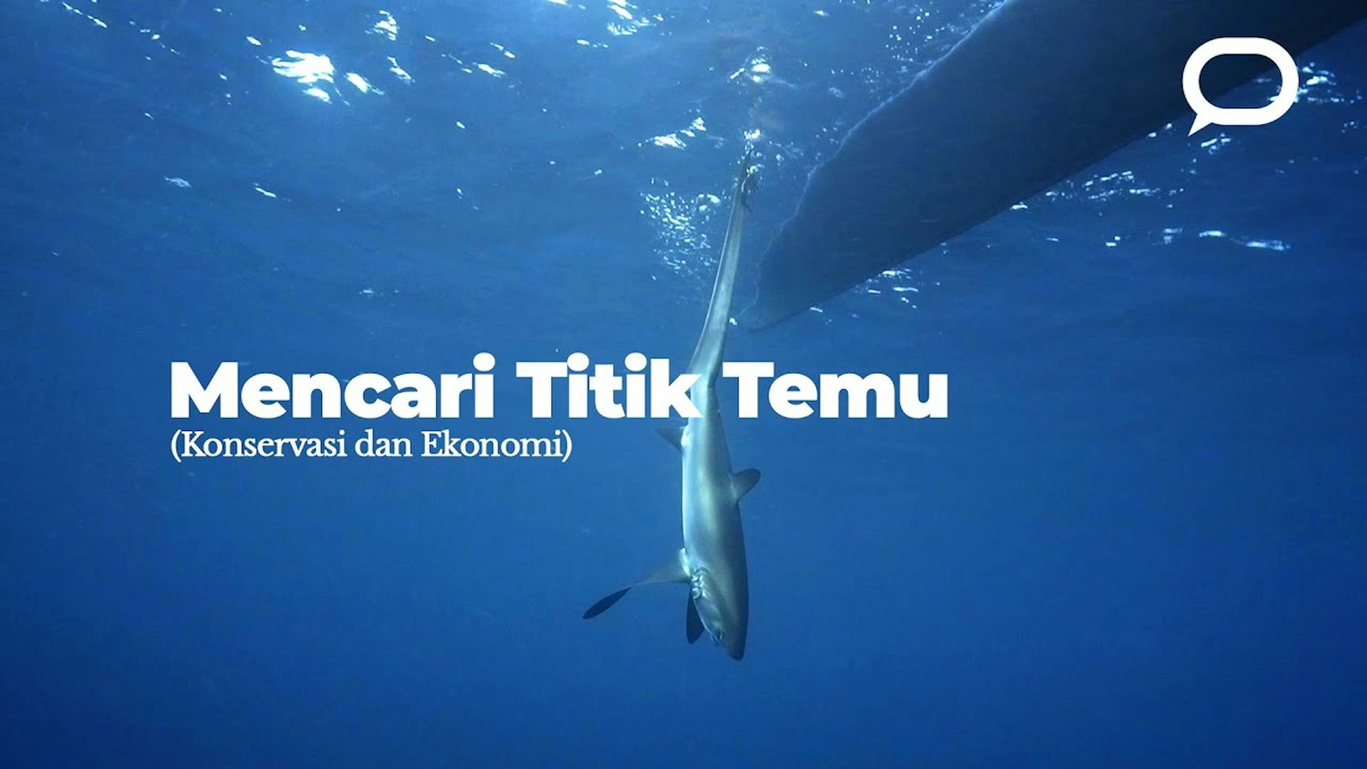 Isu konservasi hiu tikus di Alor, NTT terpilih sebagai juara kompetisi ...