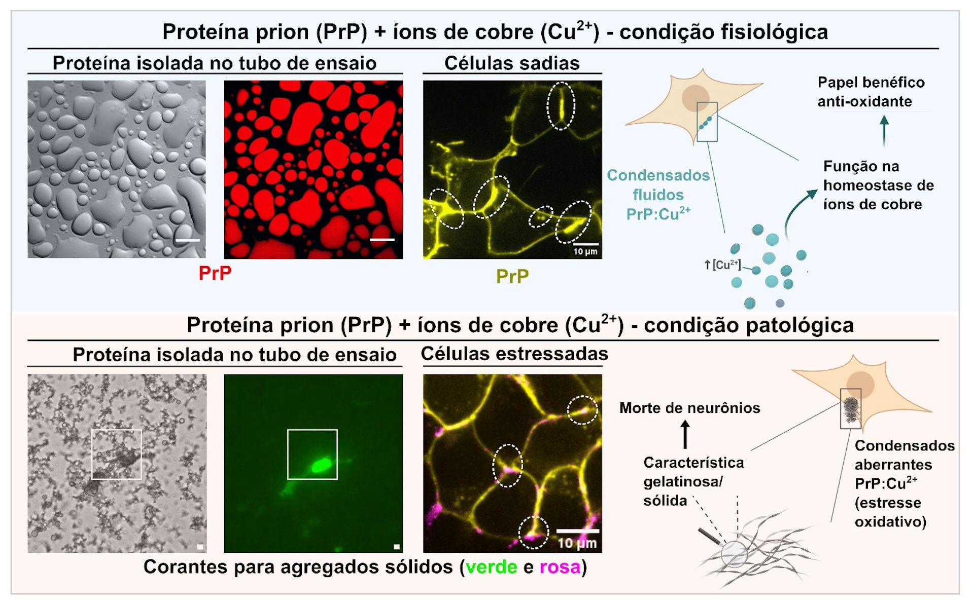 Gotículas da proteína príon: a chave para terapias inovadoras contra ...