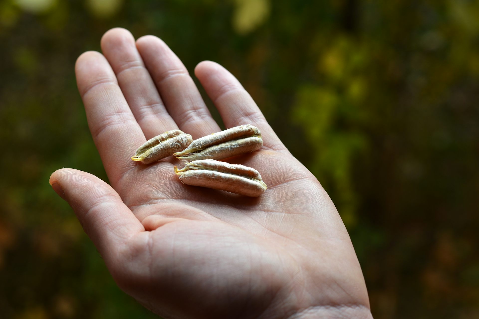 Las semillas de los dátiles esconden un tesoro de compuestos saludables