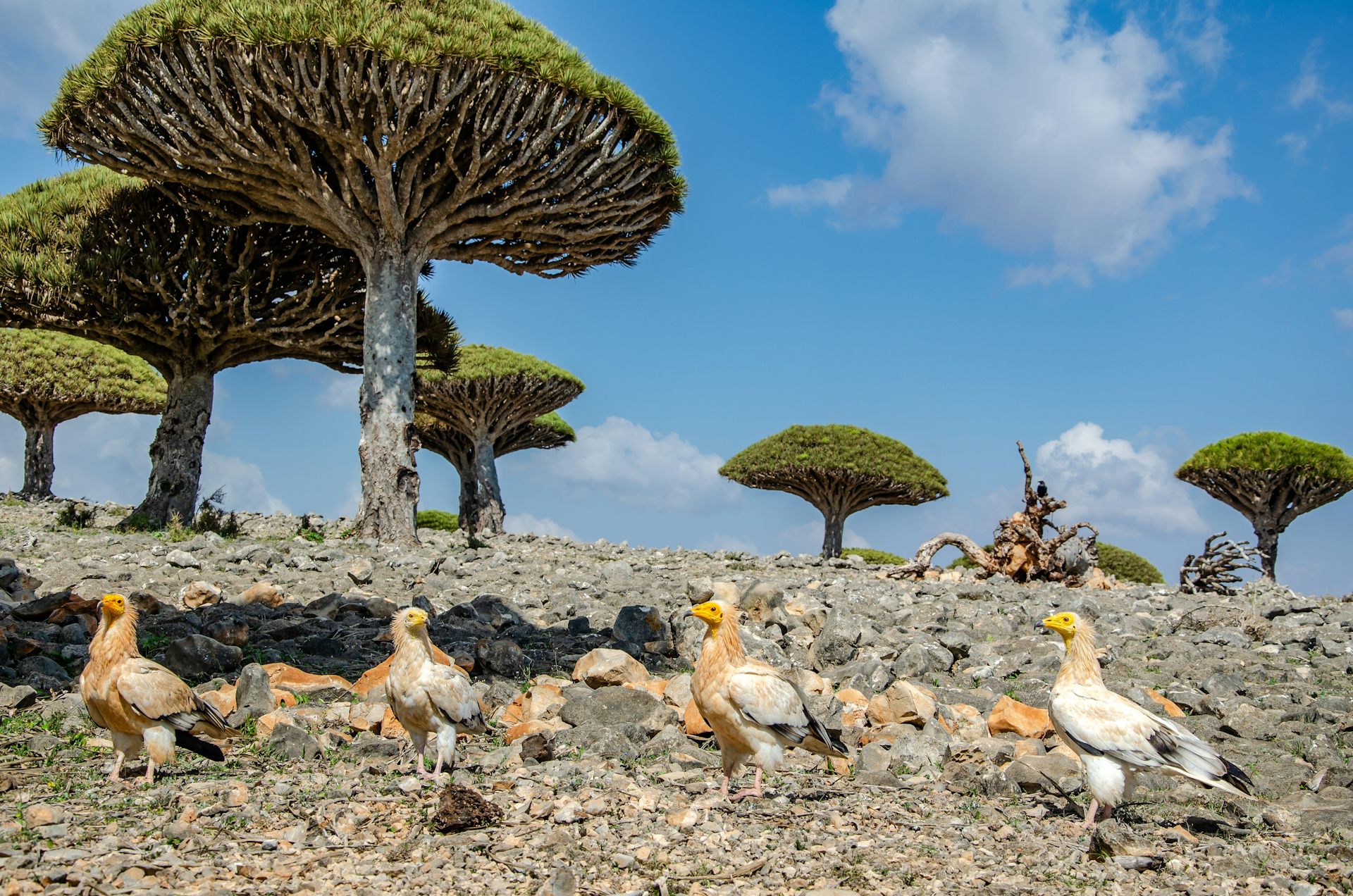 Socotra archipelago: why the Emiratis have set their sights on the Arab world’s Garden of Eden