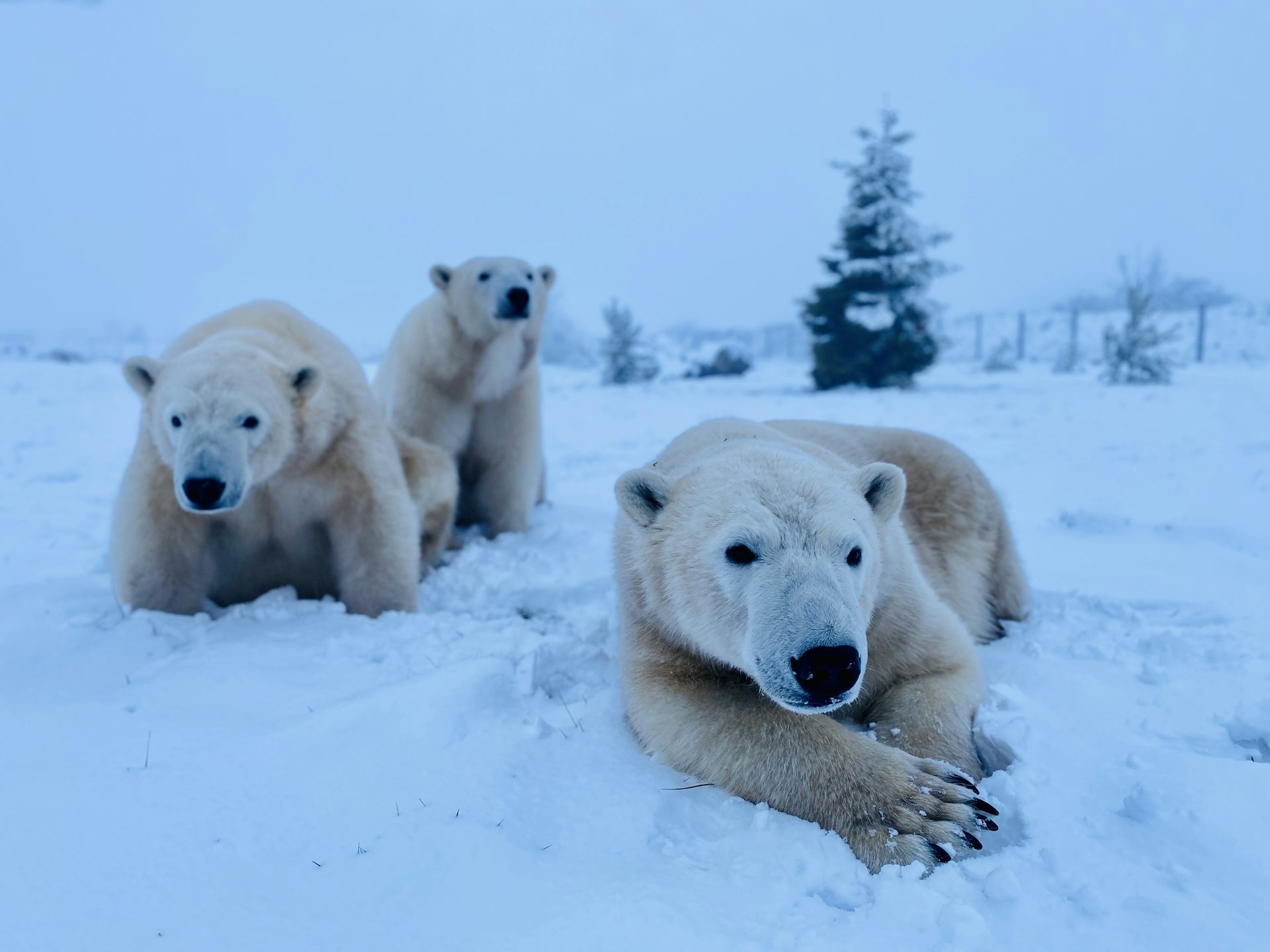 Which zoo animals are most active in winter and what times are best to ...