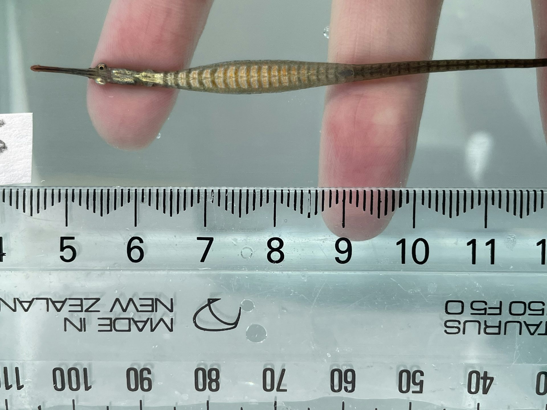 Male pregnancy and weird courtship wiggles: how NZ’s wide-bodied ...