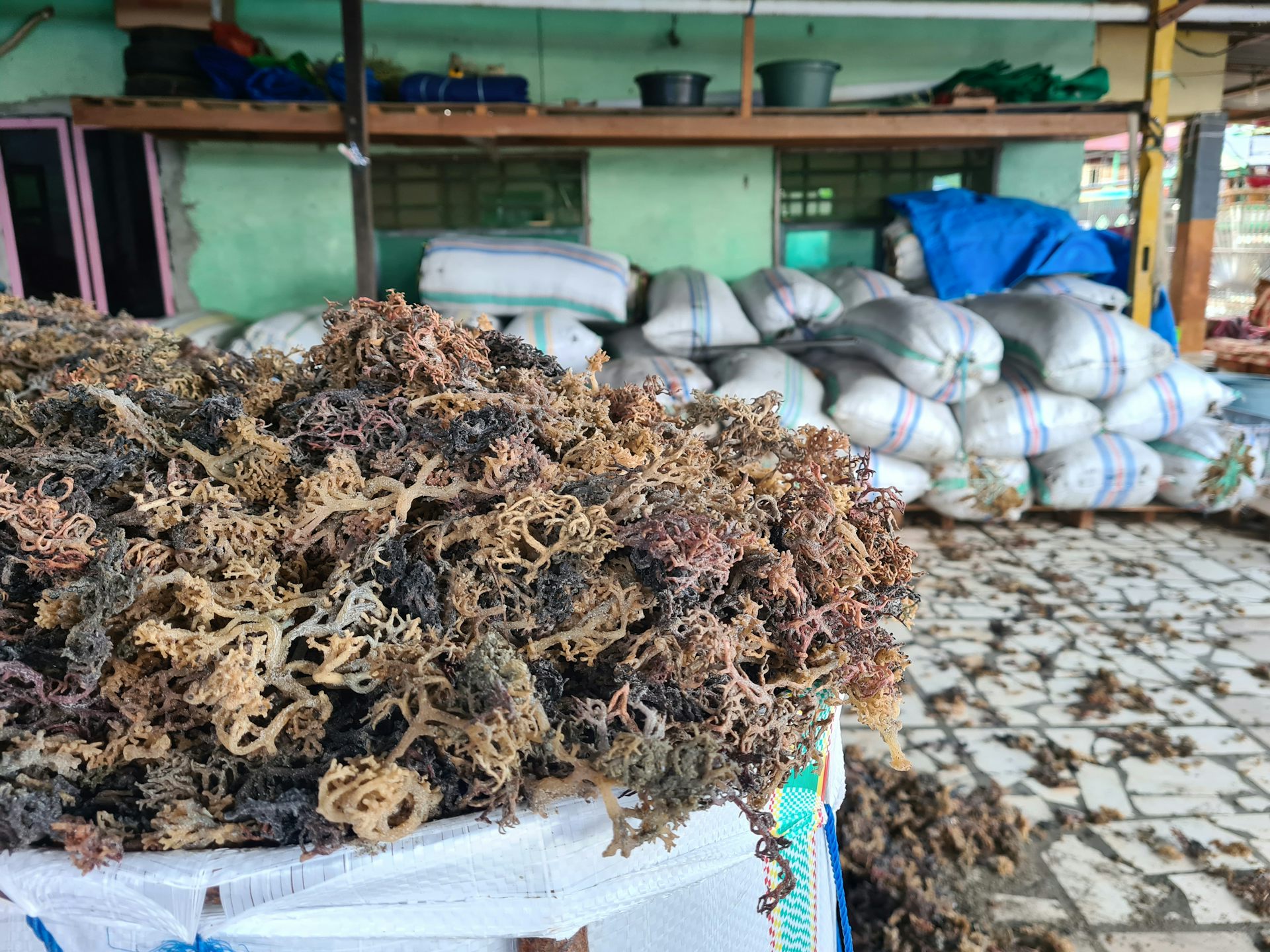 Larangan ekspor rumput laut bisa jadi bumerang yang merugikan industri