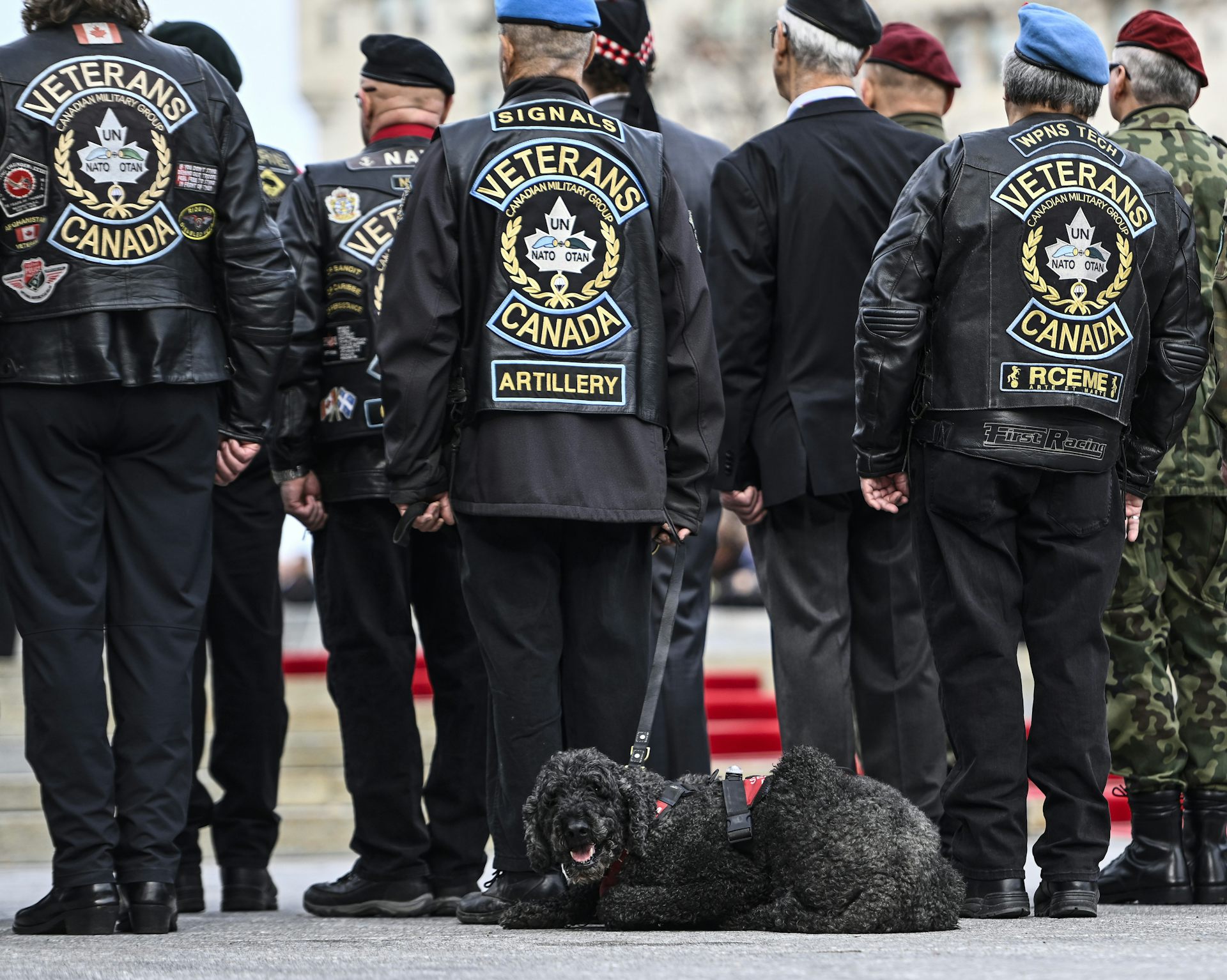 Service dogs play vital roles for veterans, but Canada’s lack of ...