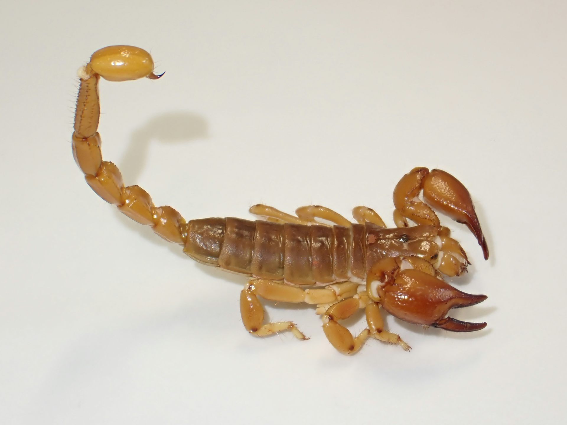 Less than 10% of Australian scorpions are known to science. We’ve added ...