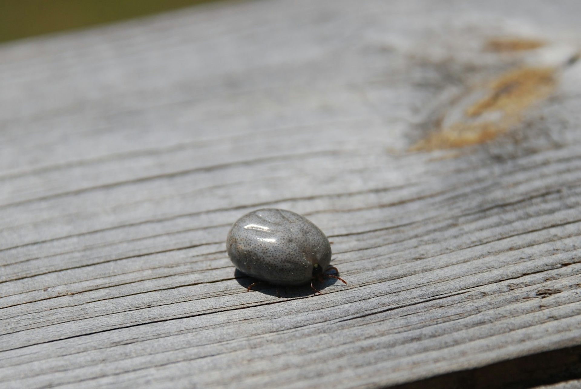 Lyme-like disease may result from related unknown bacteria