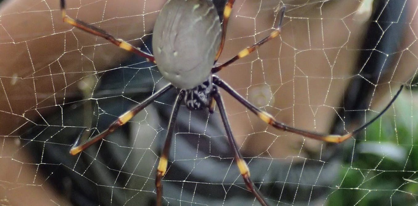 City spiders are getting bigger — but that's a good thing City spiders are getting bigger — but that's a good thing