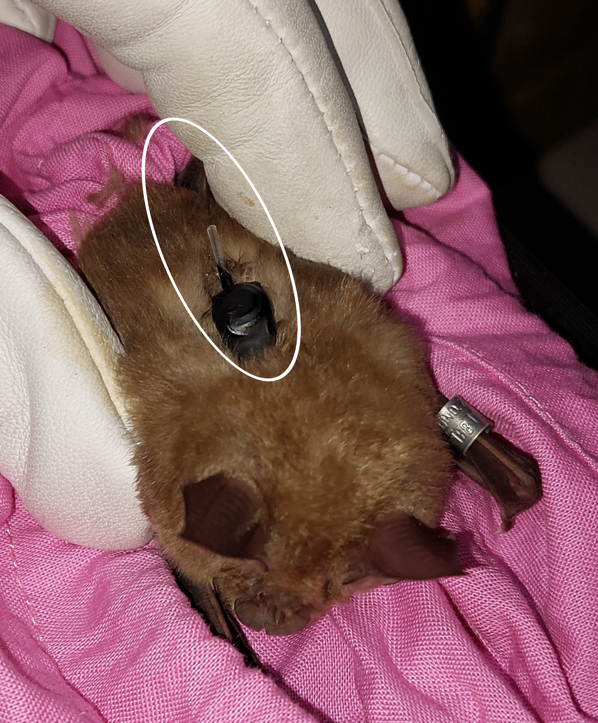How bats ‘leapfrog’ their way home at night – new research