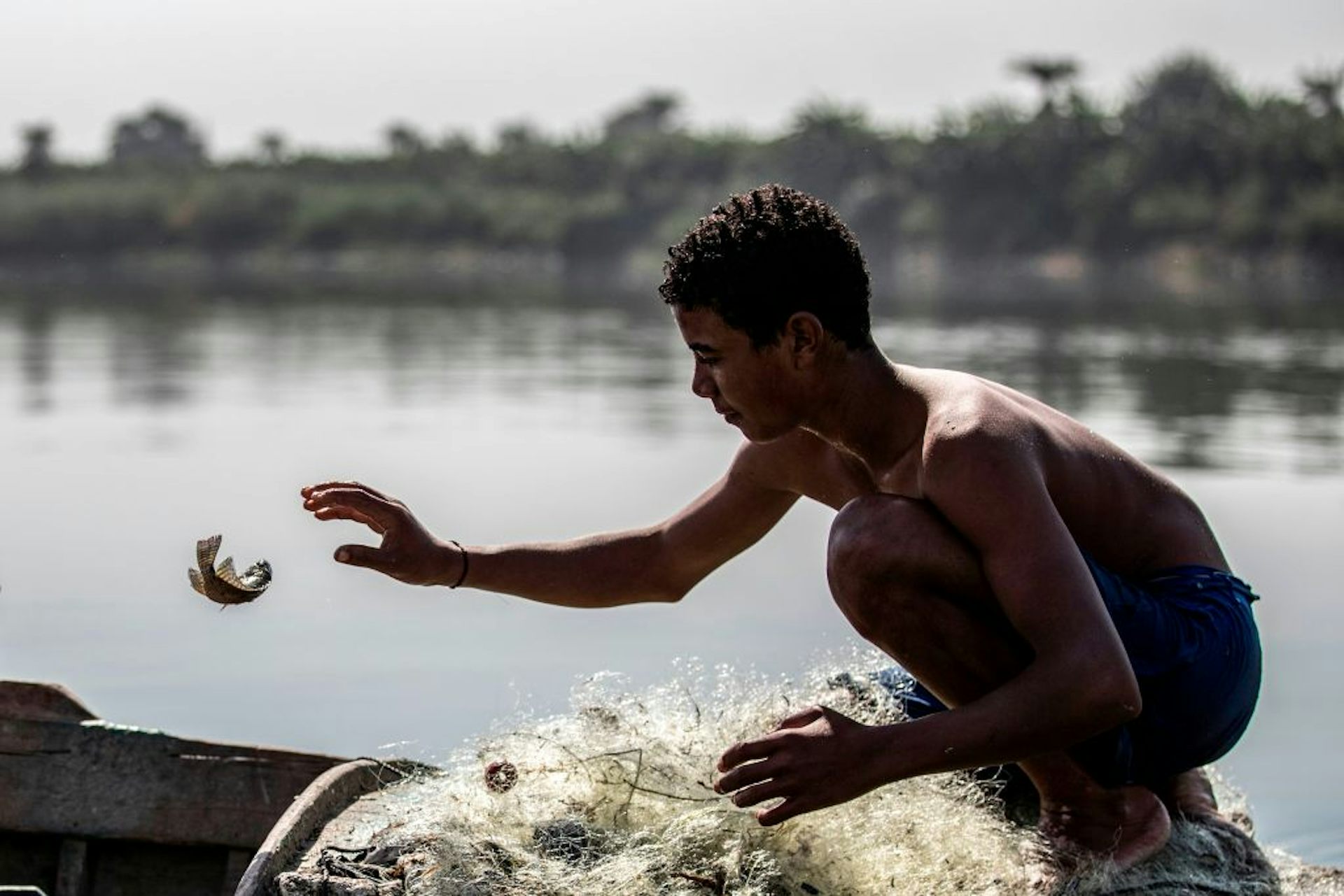 Microplastics found in Nile River’s tilapia fish: new study