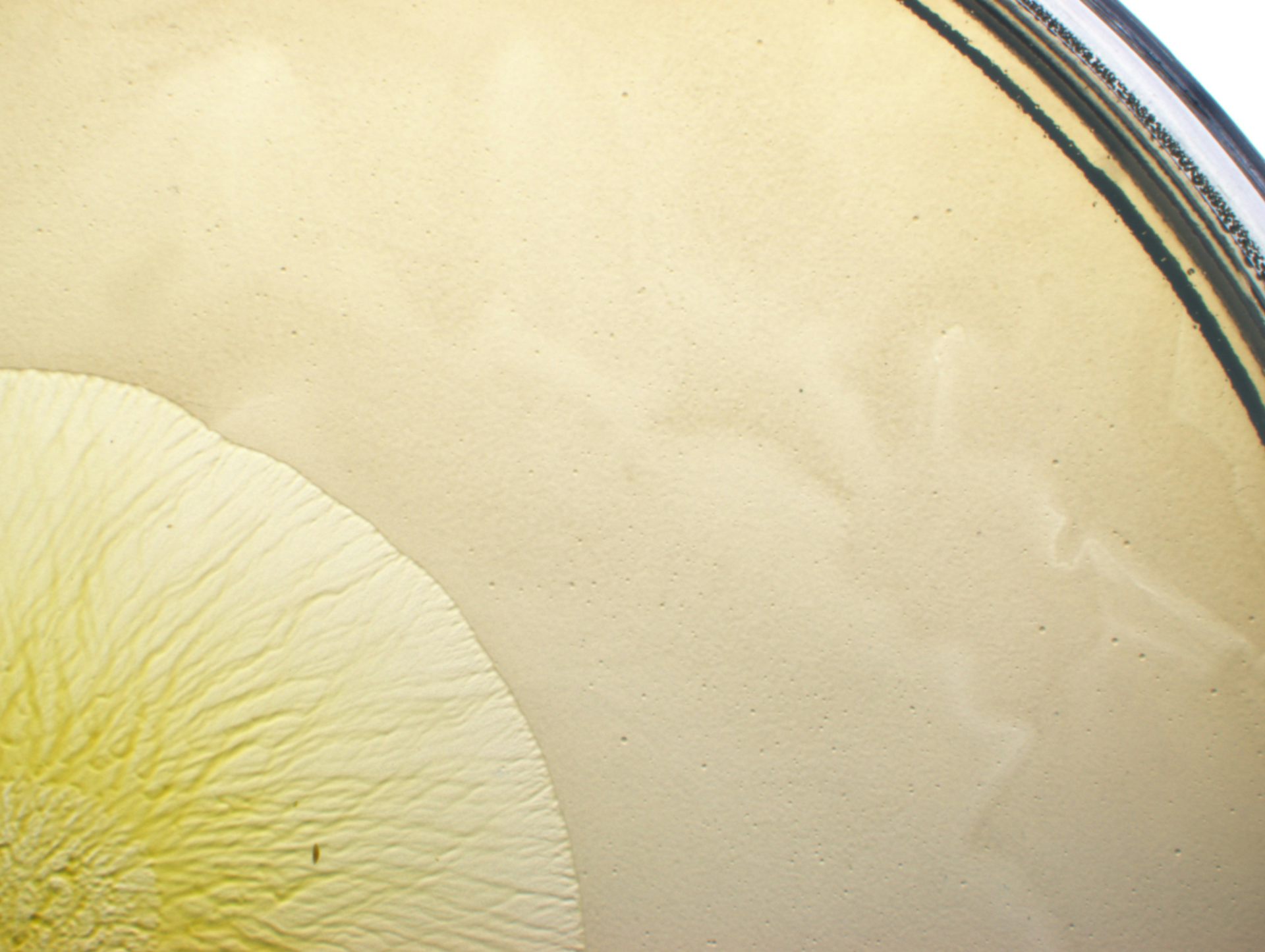 Pour la première fois, on a observé une proie chasser son prédateur