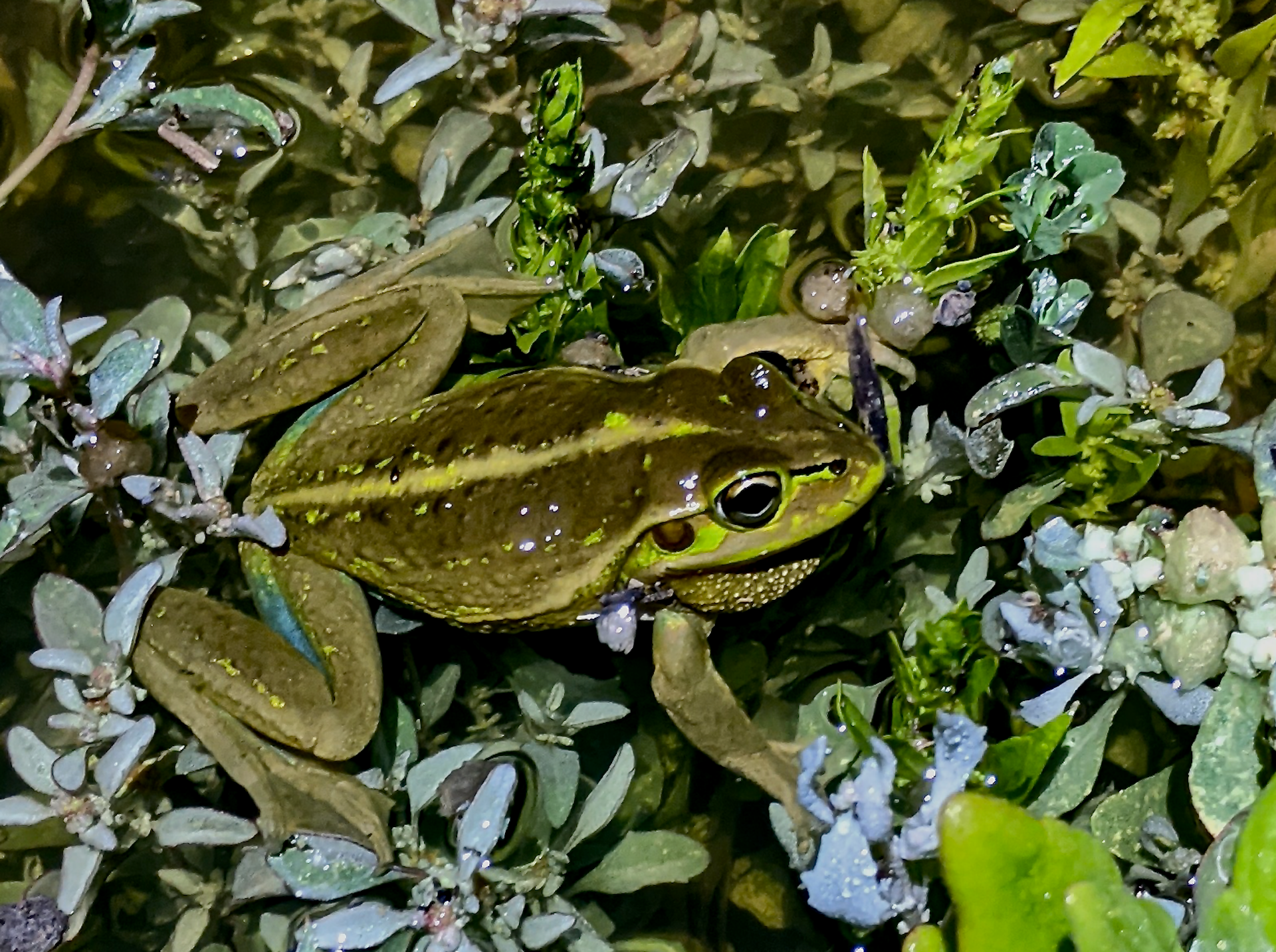 New ecosystems, unprecedented climates: more Australian species than ...