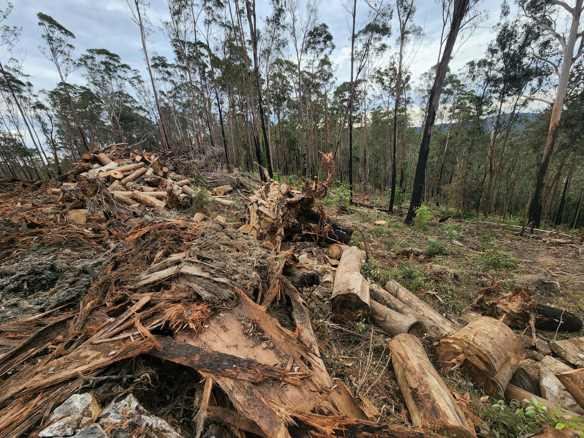 New logging rules in NSW put the greater glider closer to extinction ...
