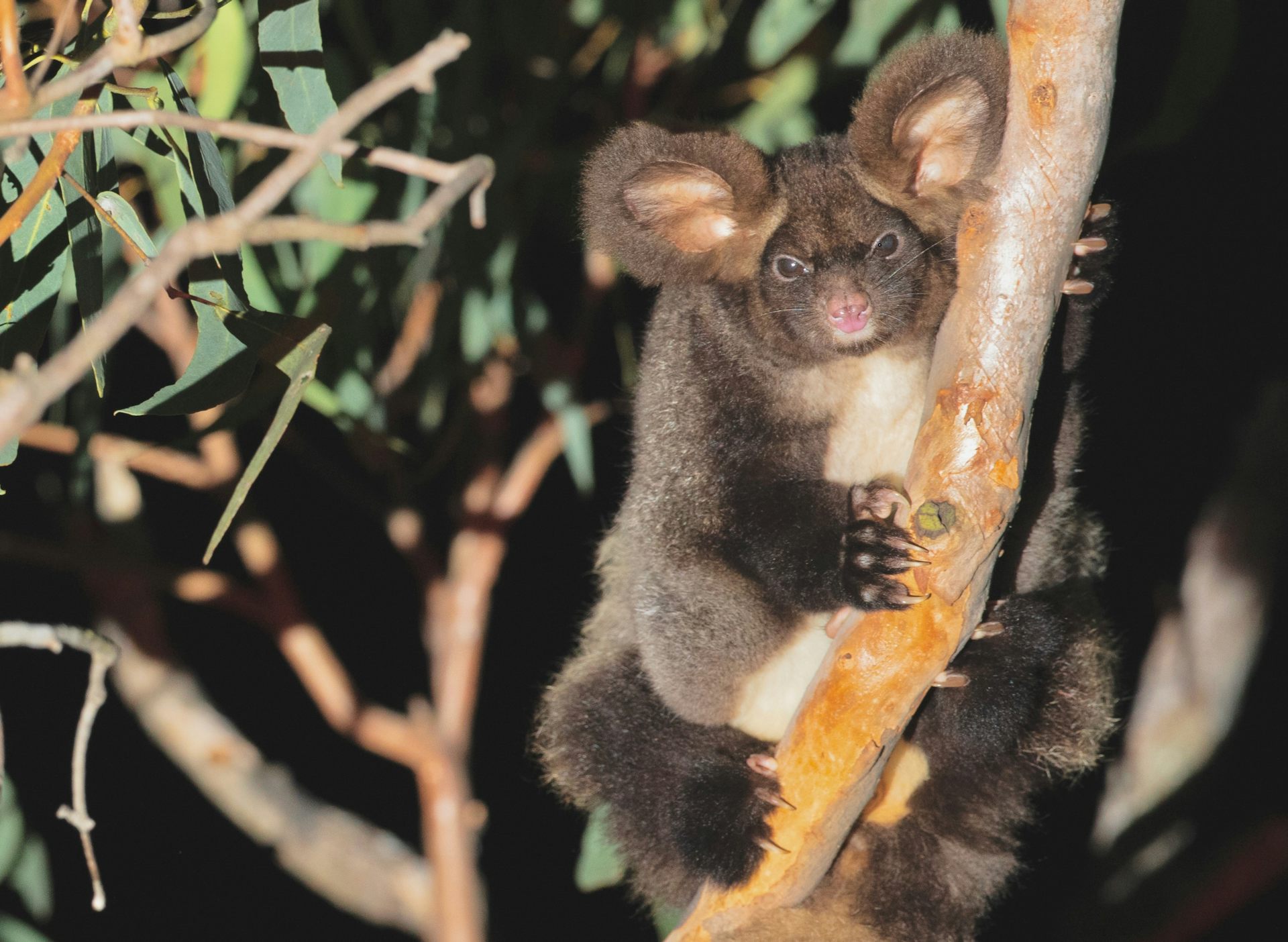 New logging rules in NSW put the greater glider closer to extinction ...