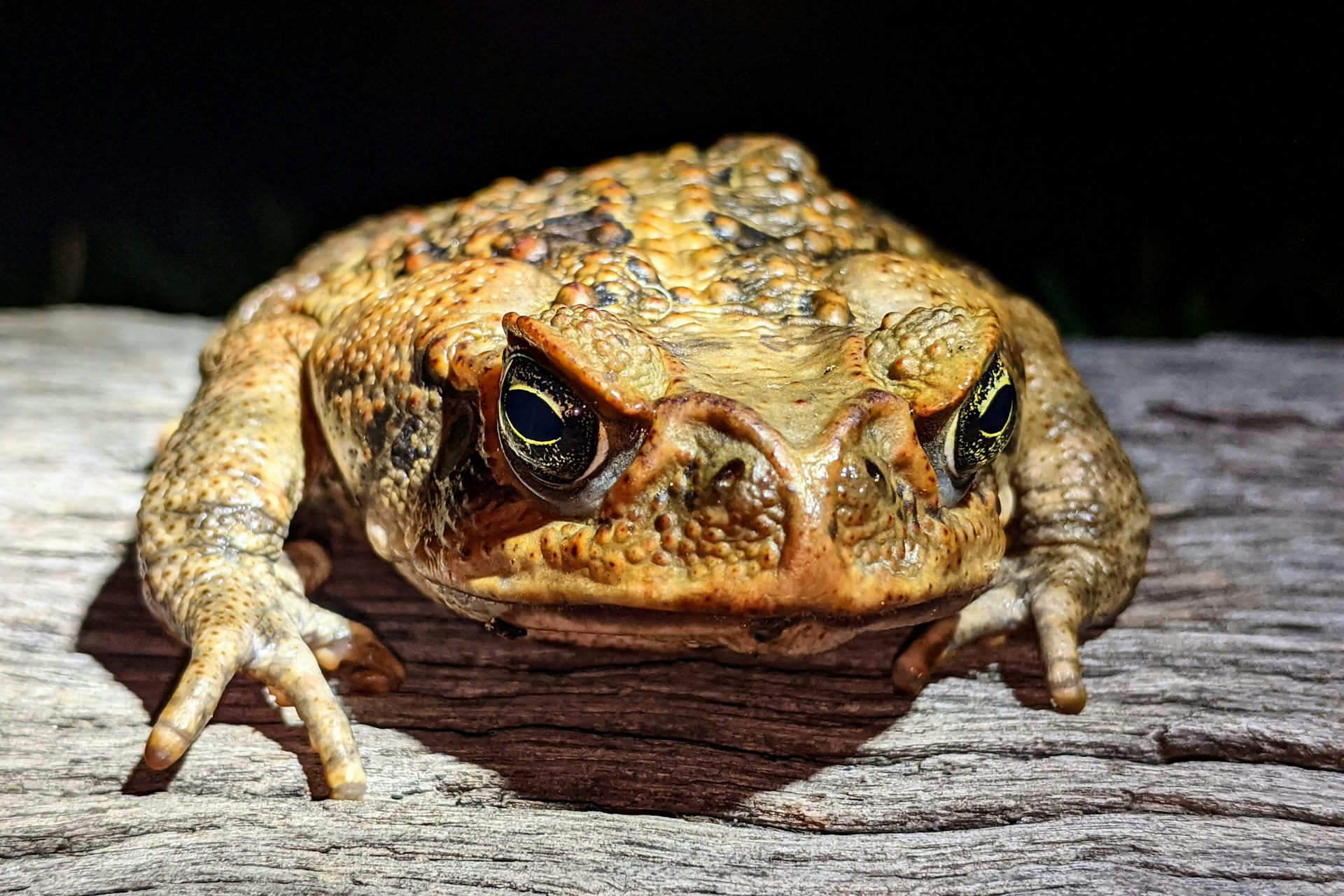 A secret war between cane toads and parasitic lungworms is raging ...