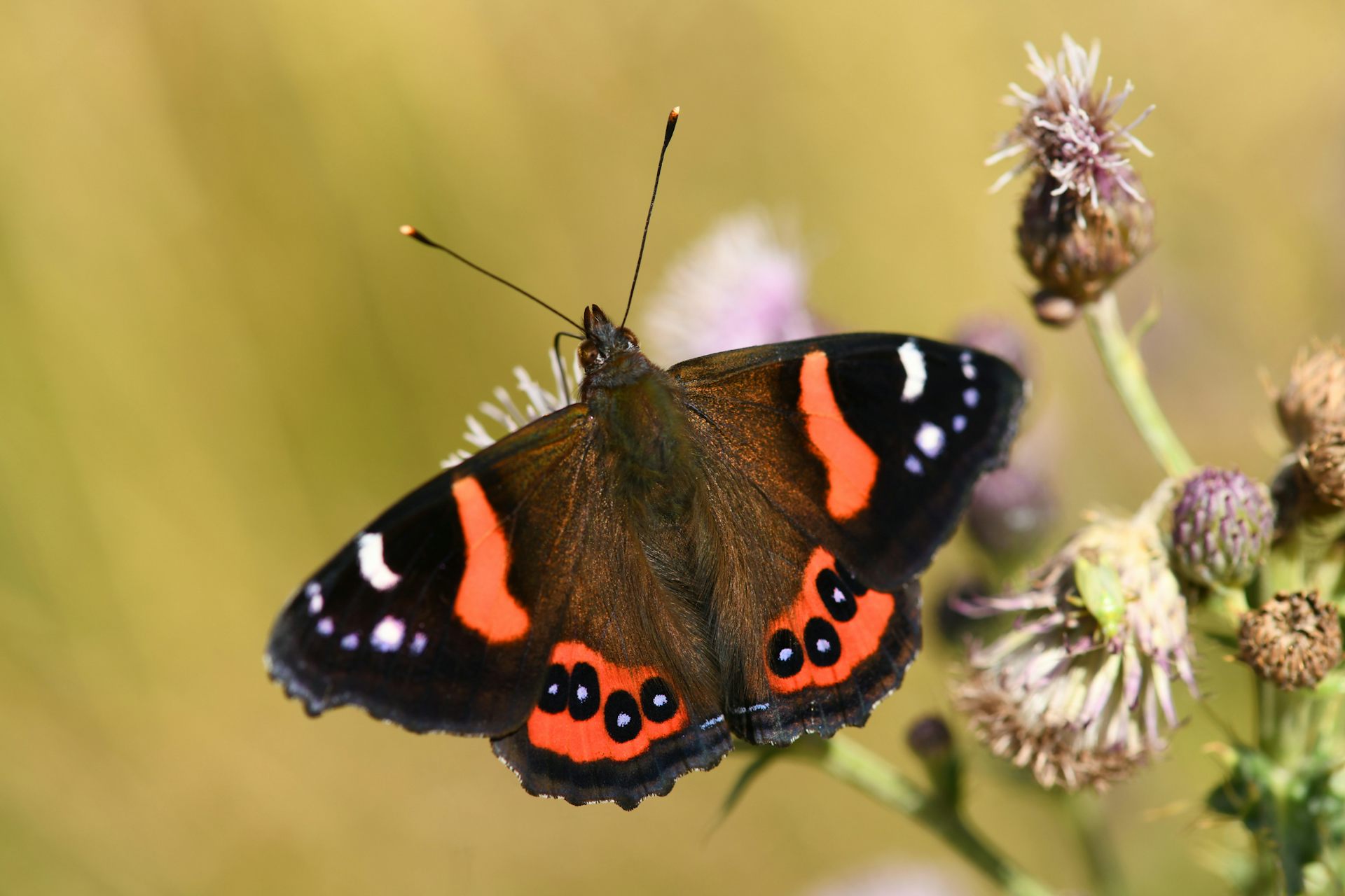 NZ votes the red admiral butterfly ‘bug of the year’ – how to make your ...