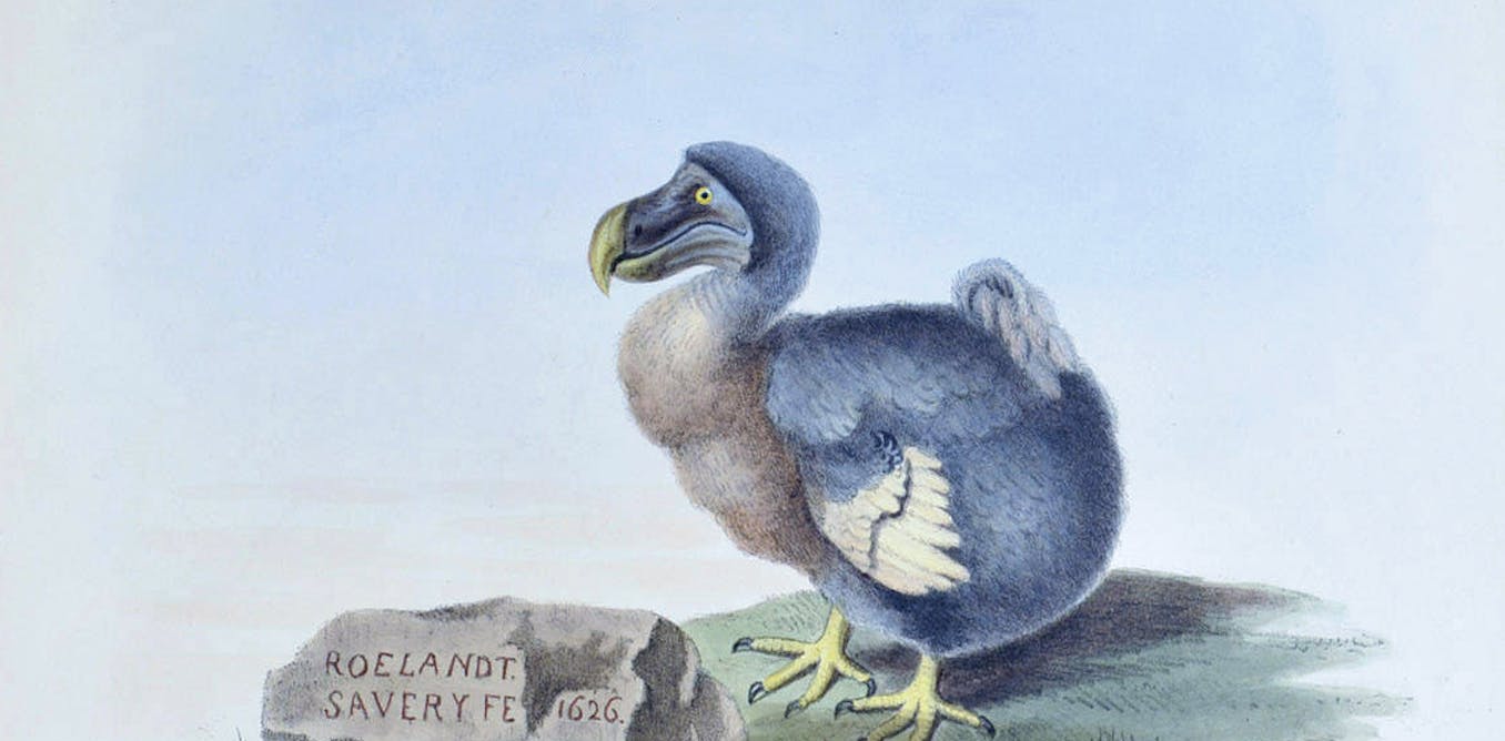 Comment les experts savent-ils qu’une espèce est éteinte ? - Nouvelles ... Comment les experts savent-ils qu’une espèce est éteinte ? - Nouvelles ...