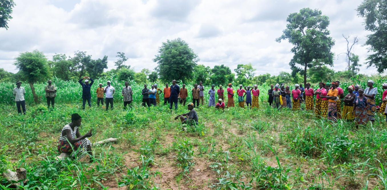 Ghana: can contract farming help smallholder farmers build resilience ... Ghana: can contract farming help smallholder farmers build resilience ...