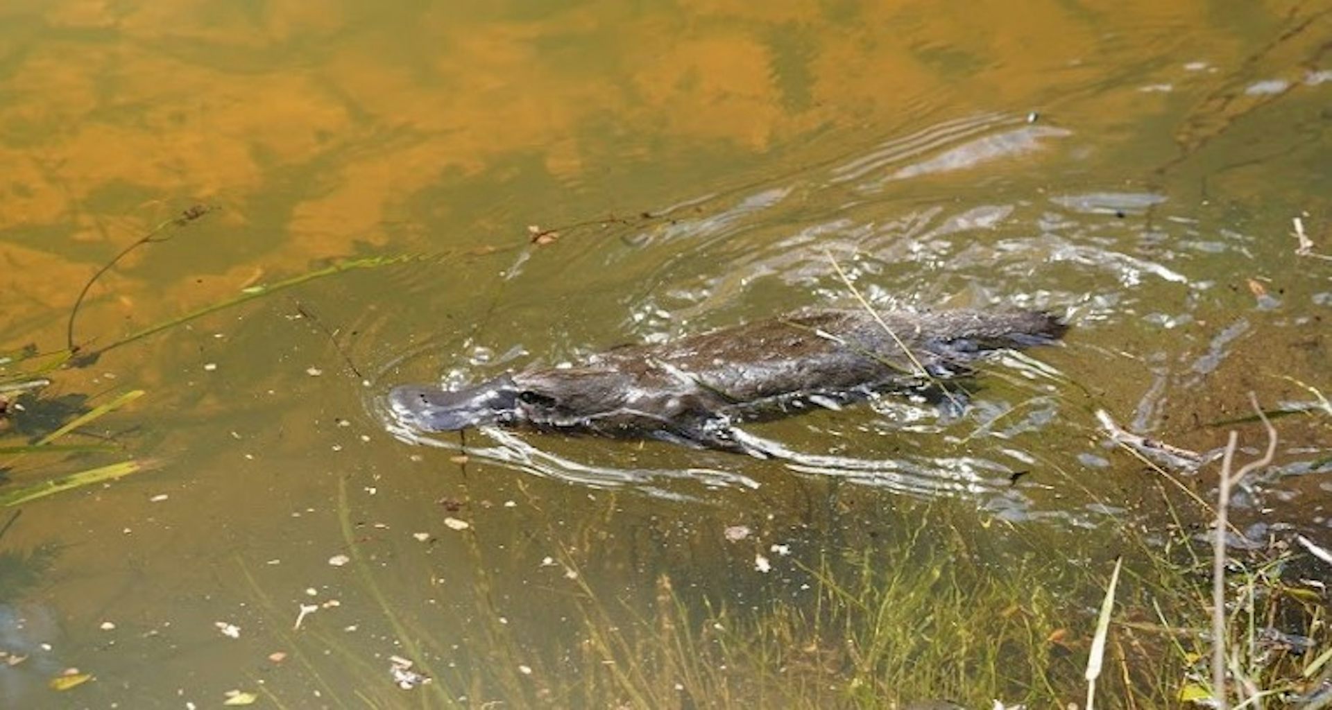 Yabby traps and discarded fishing tackle can kill platypuses - it’s ...