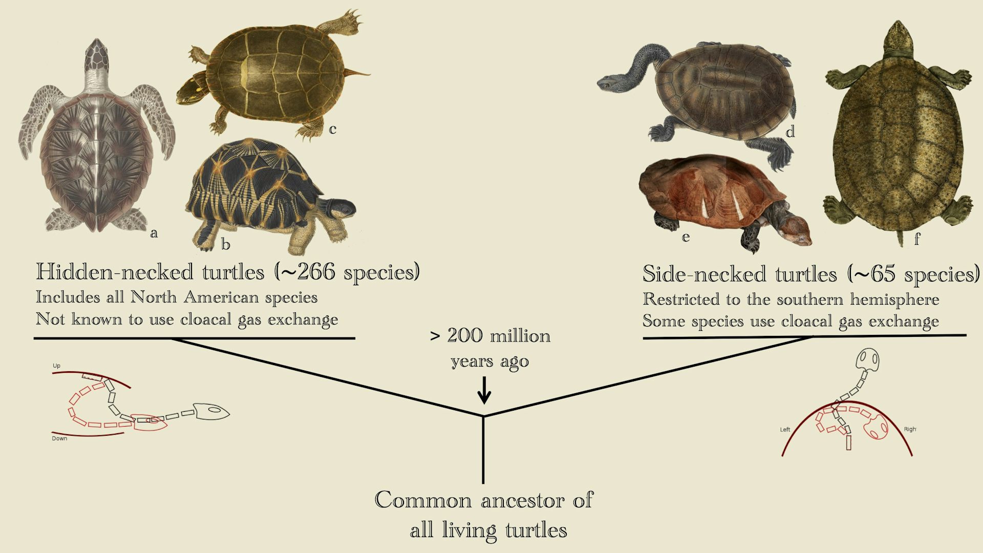 No, overwintering turtles don’t breathe through their butts: Getting to ...