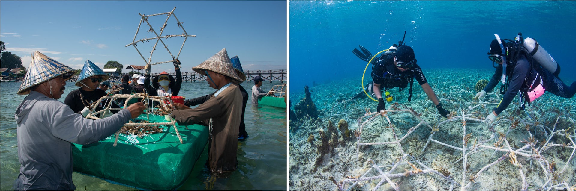 Restored coral reefs can grow as fast as healthy reefs after just four ...