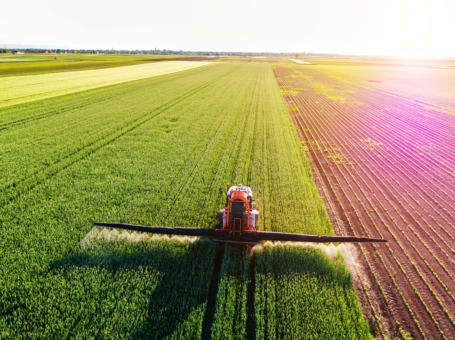 Comment les nouveaux OGM relancent la question de la brevetabilité du ...