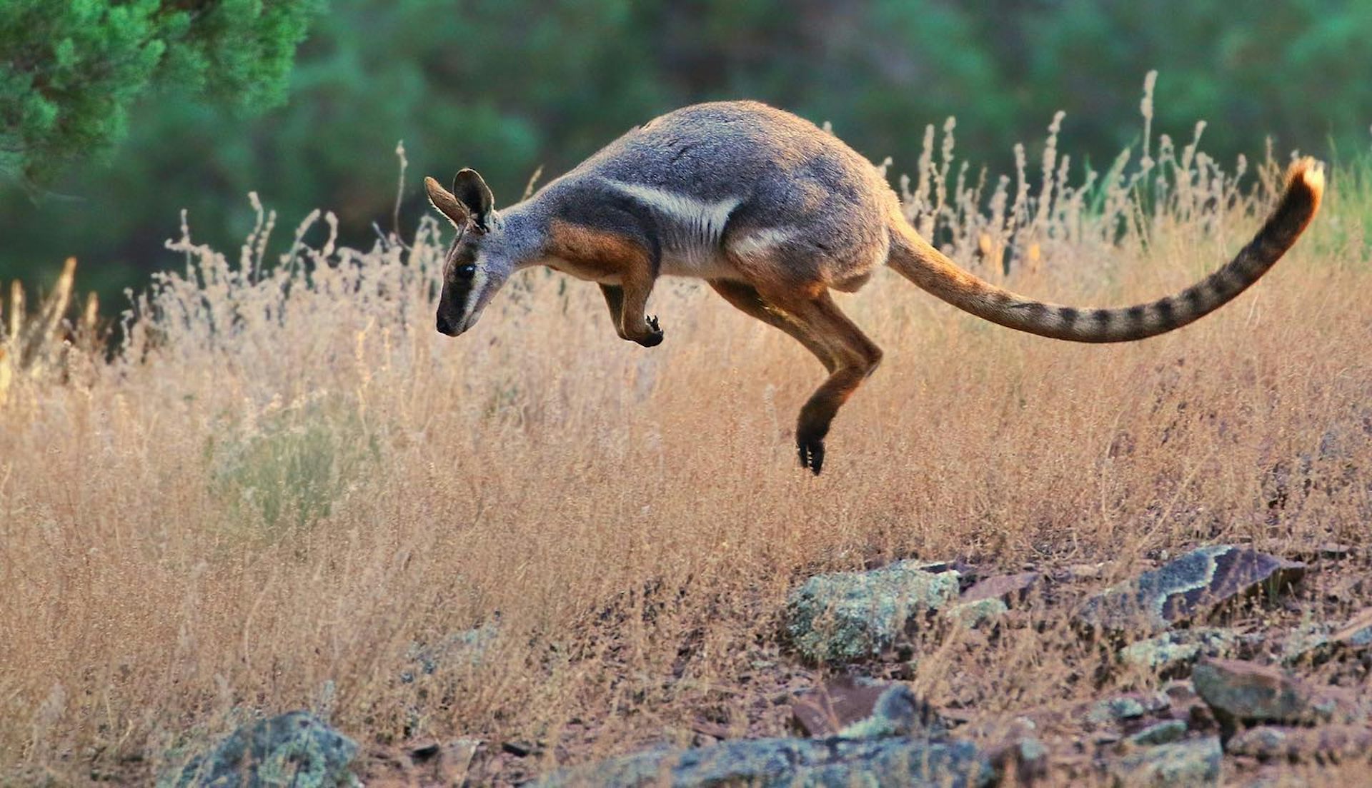 Australian environment – News, Research and Analysis – The Conversation ...