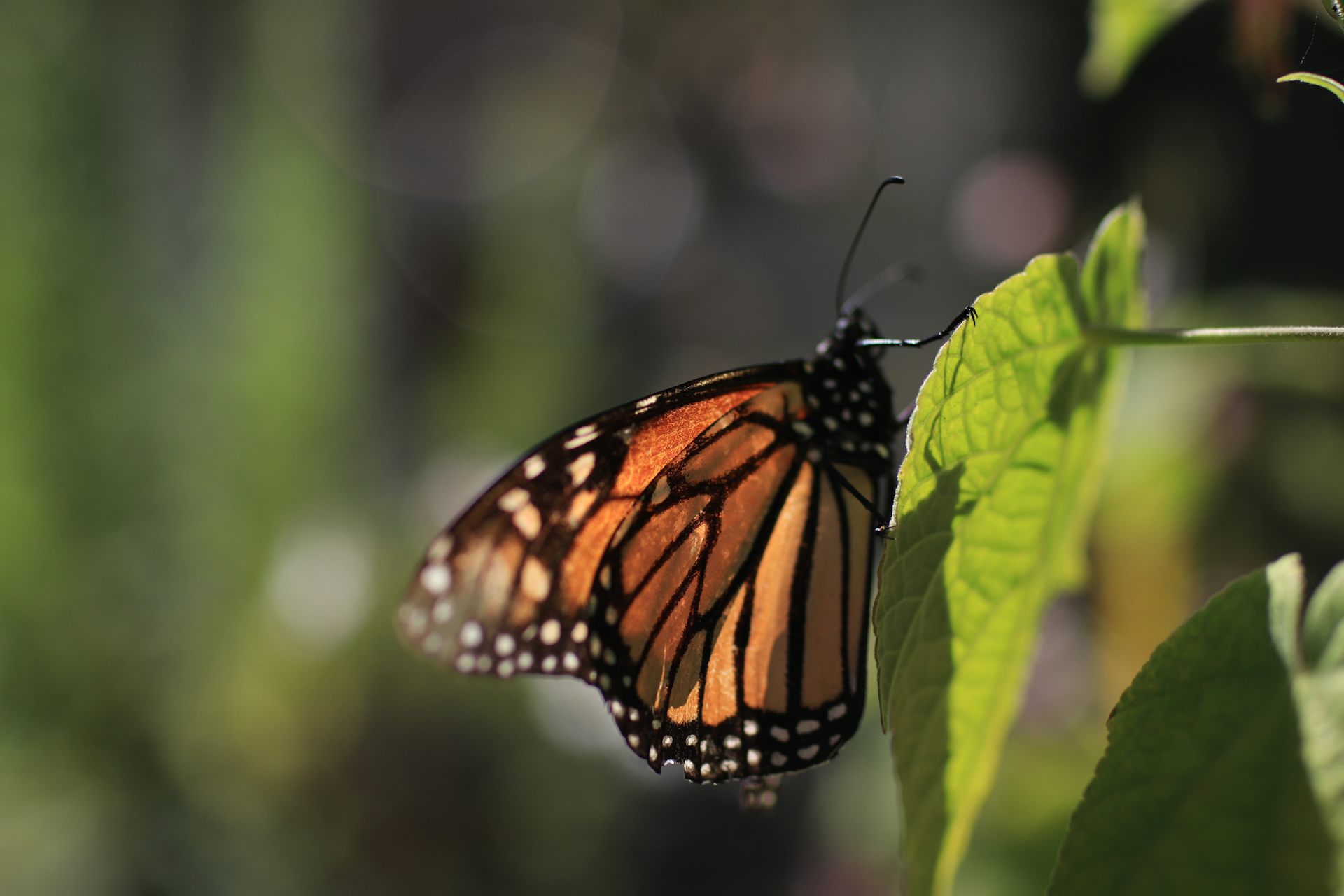 NZ’s summer insects are packing up for autumn – here’s how our gardens ...