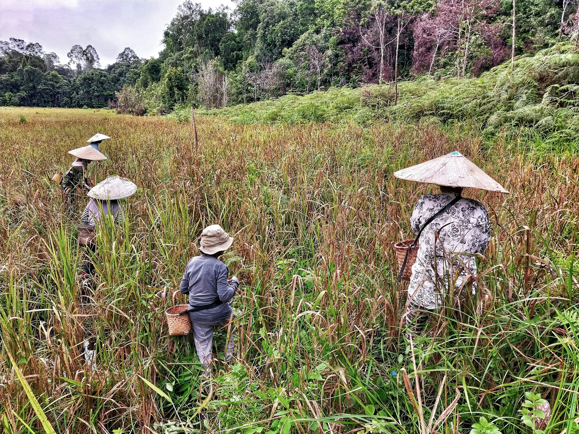 Melihat lebih dekat praktik berladang ramah lingkungan “Gilir Balik ...