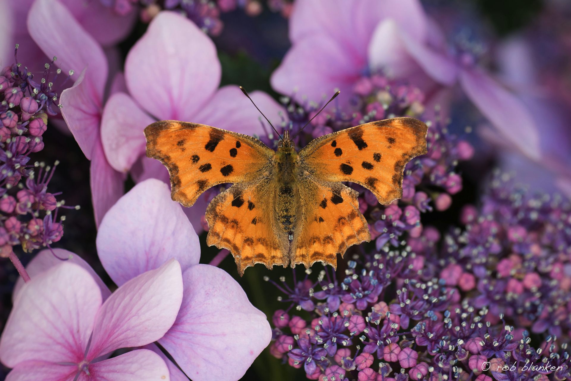 Survey reveals UK butterfly winners and losers in the wake of record high temperatures