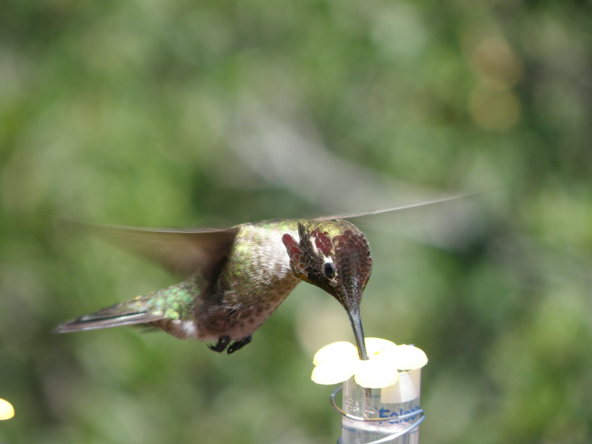 Most birds can’t taste sugar – here’s why the hummingbird can