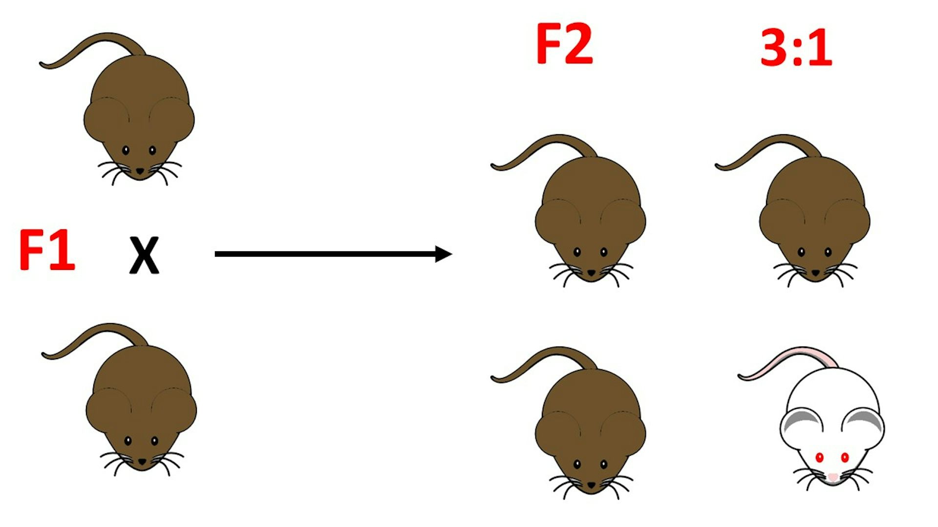 ¿En qué animal se confirmaron por vez primera las leyes de la herencia ...