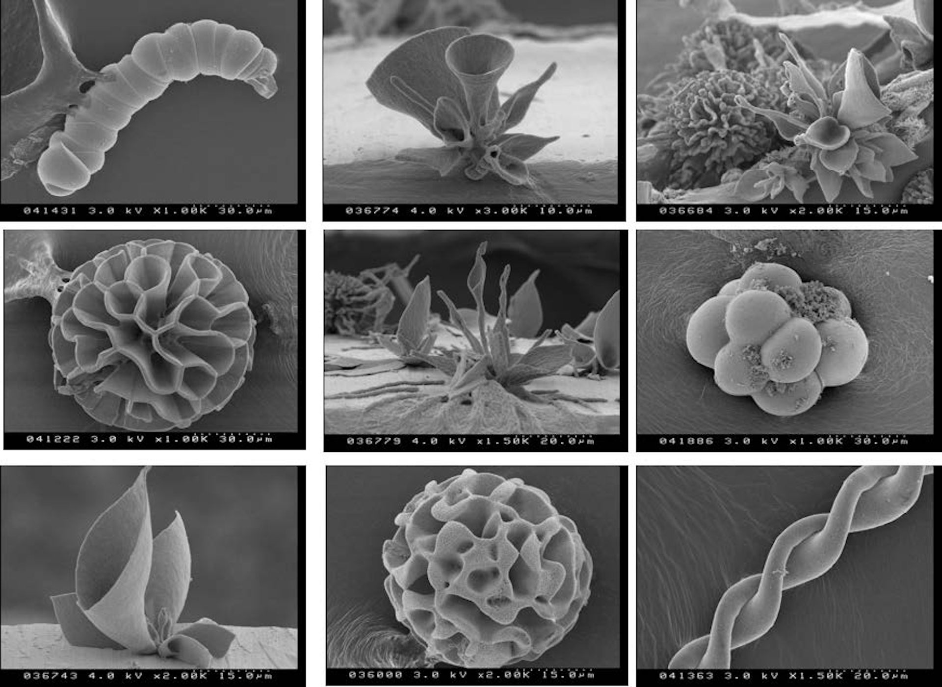 La búsqueda del primer ser vivo en la Tierra y la apasionante batalla ...