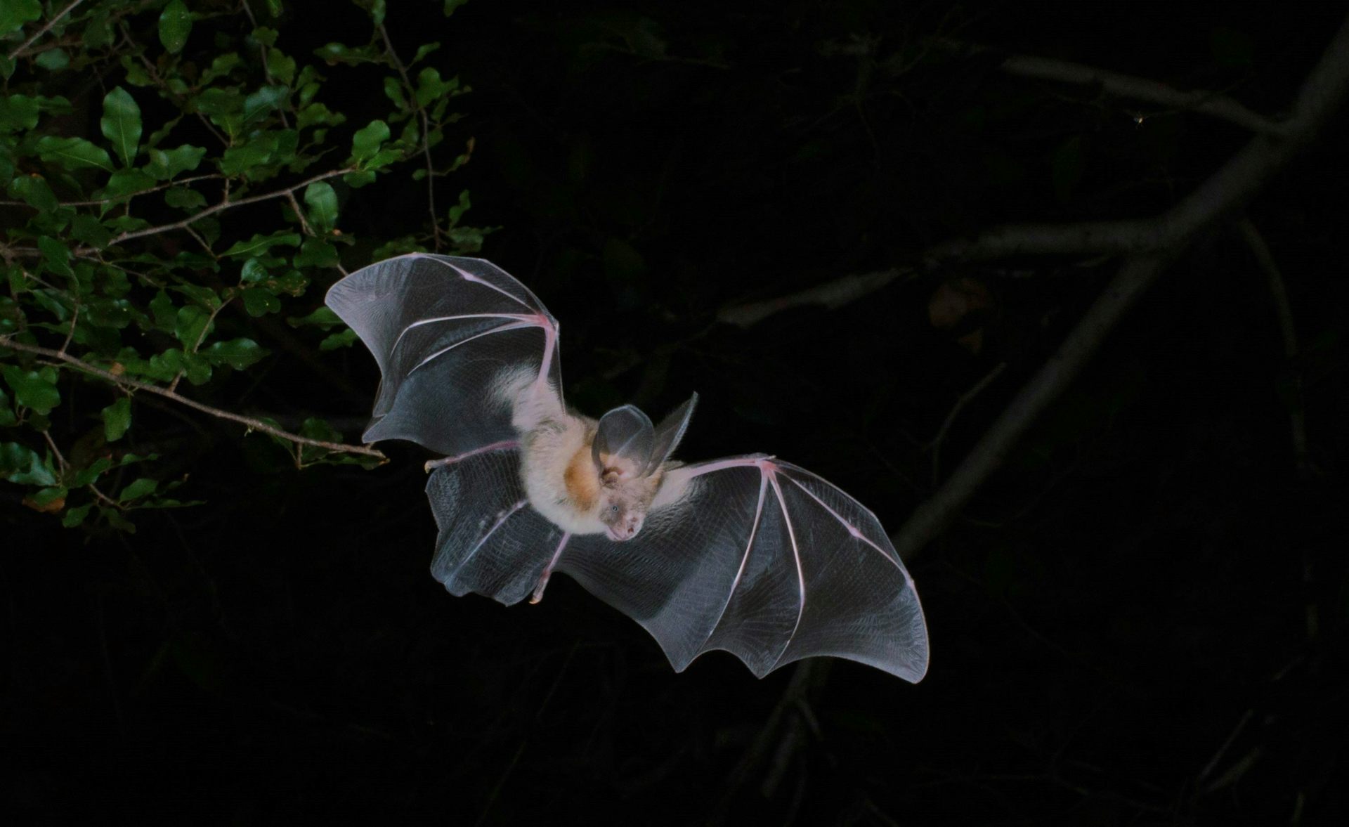 Africa is full of bats, but their fossils are scarce – why these rare ...