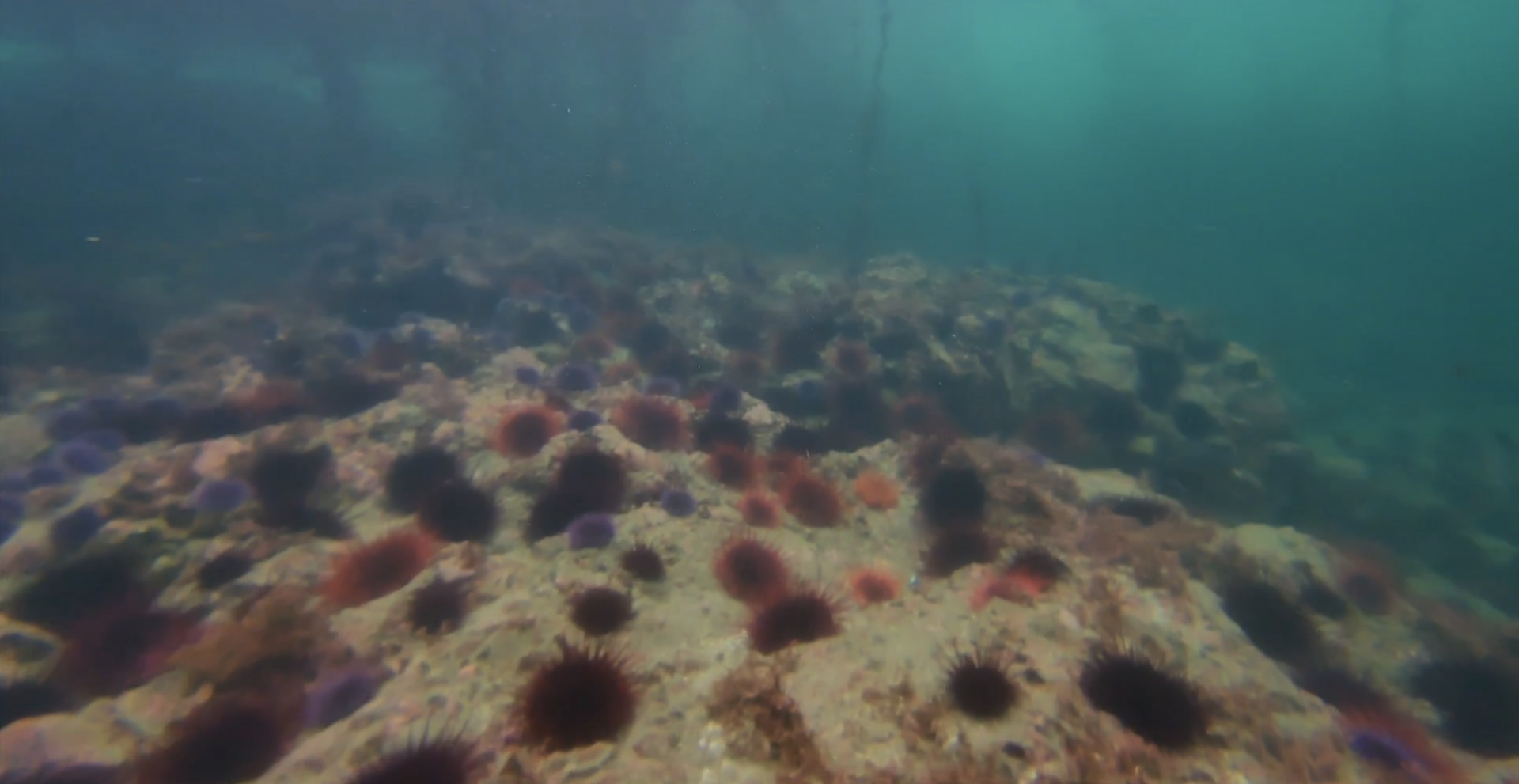 Why some of British Columbia’s kelp forests are in more danger than others