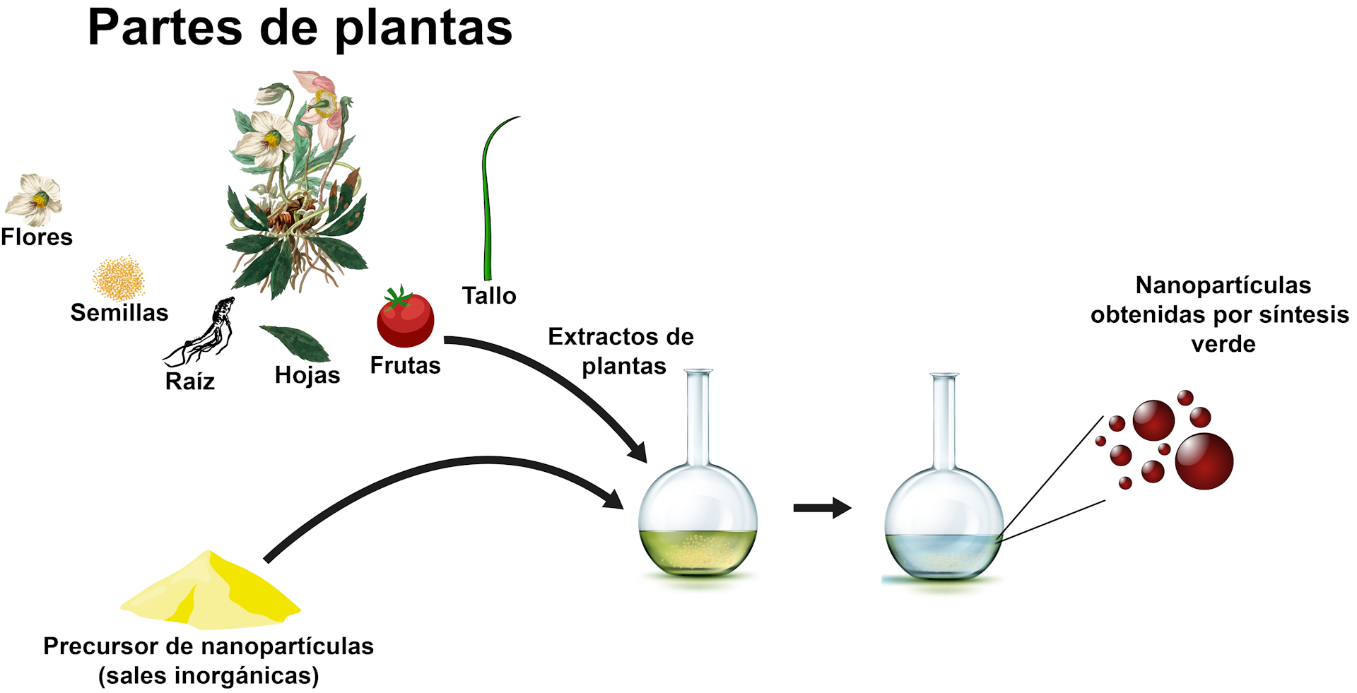Biosíntesis y nanopartículas para luchar con precisión contra bacterias ...