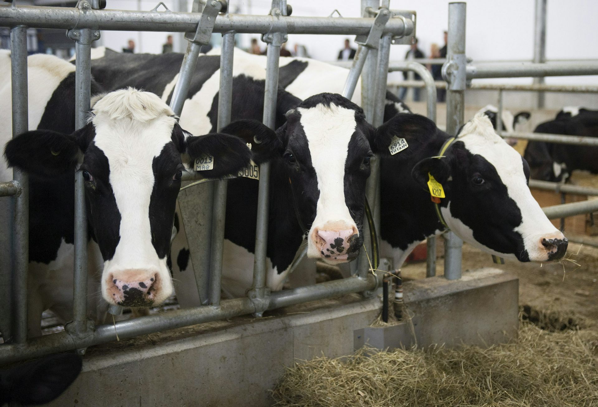 Bird flu in cattle: What are the concerns surrounding the newly ...