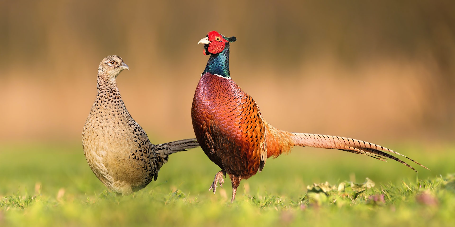 ¿Por qué en la mayoría de especies de aves los machos y las hembras ...