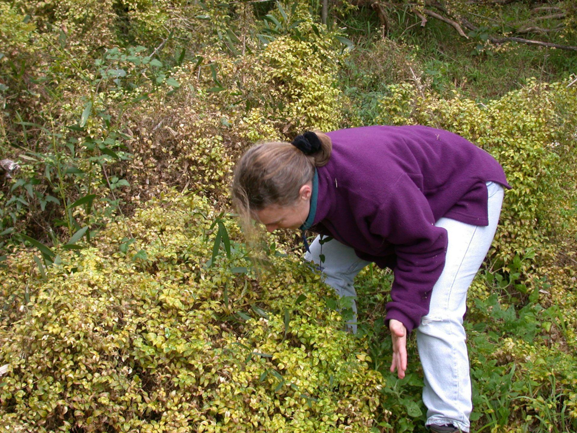 Explainer: how 'biocontrol' fights invasive species