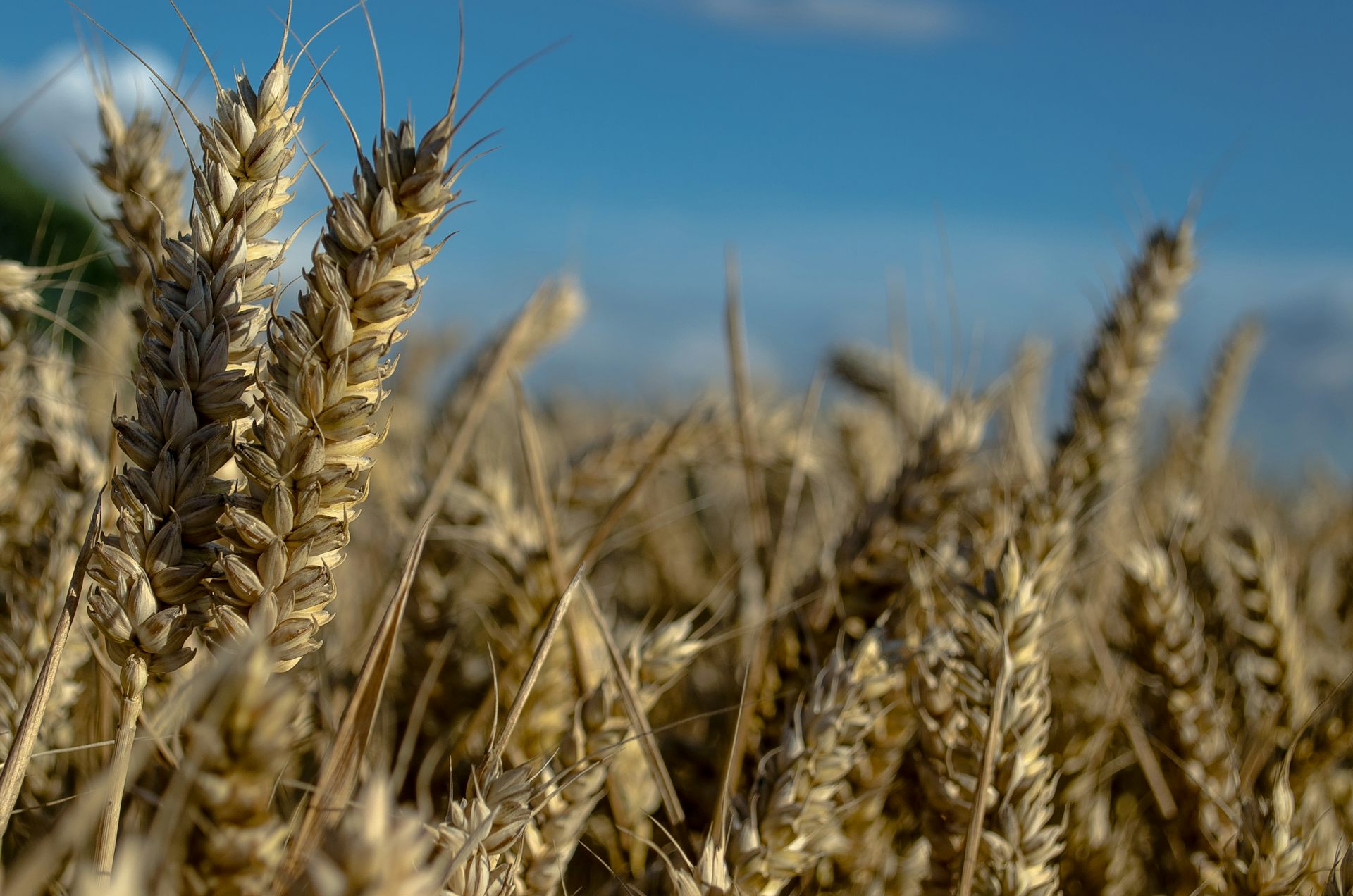 Creating 480 varieties of wheat is deserving of the World Food Prize
