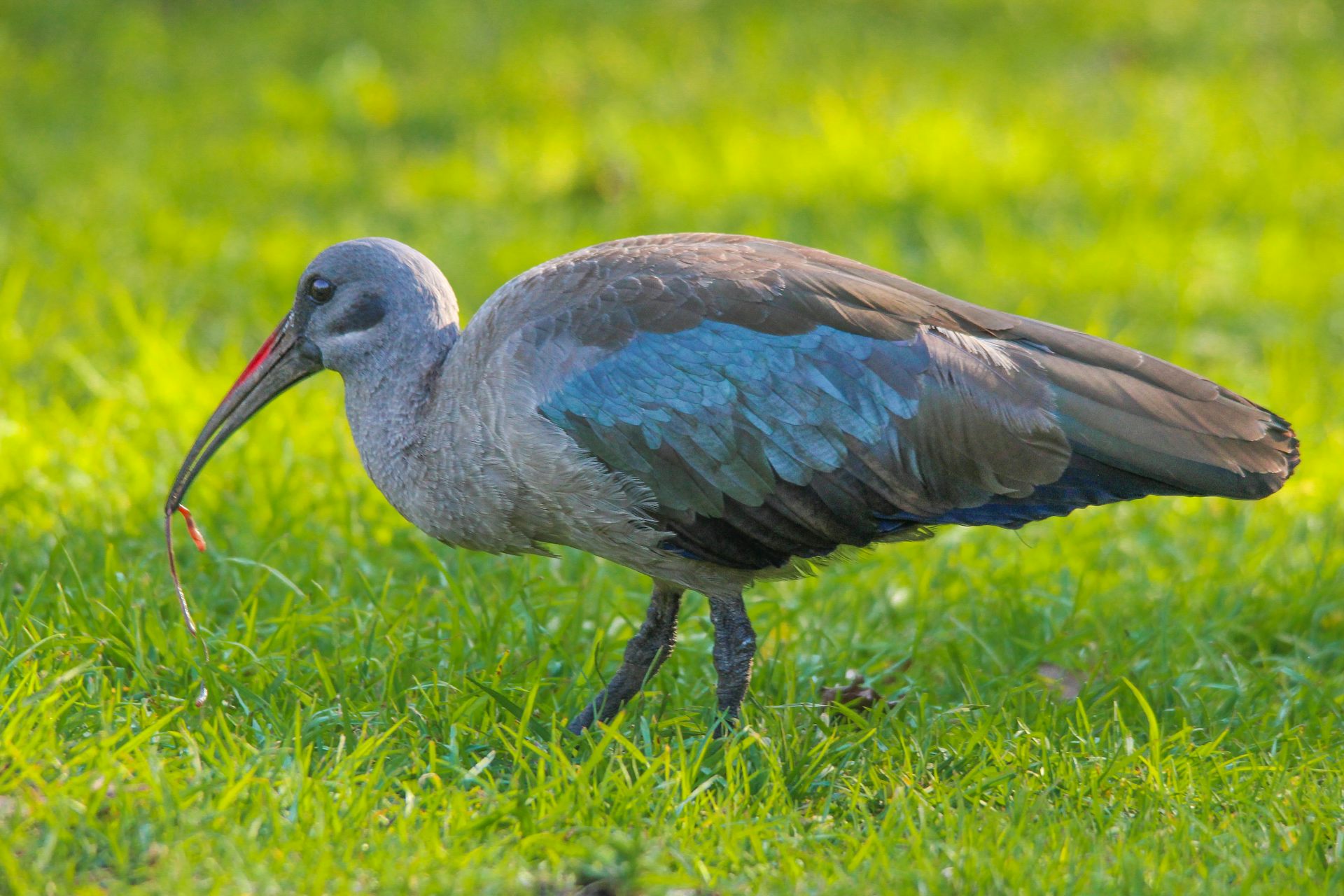 Hadeda ibises’ ‘sixth sense’ works best in wet soil: new research is a ...