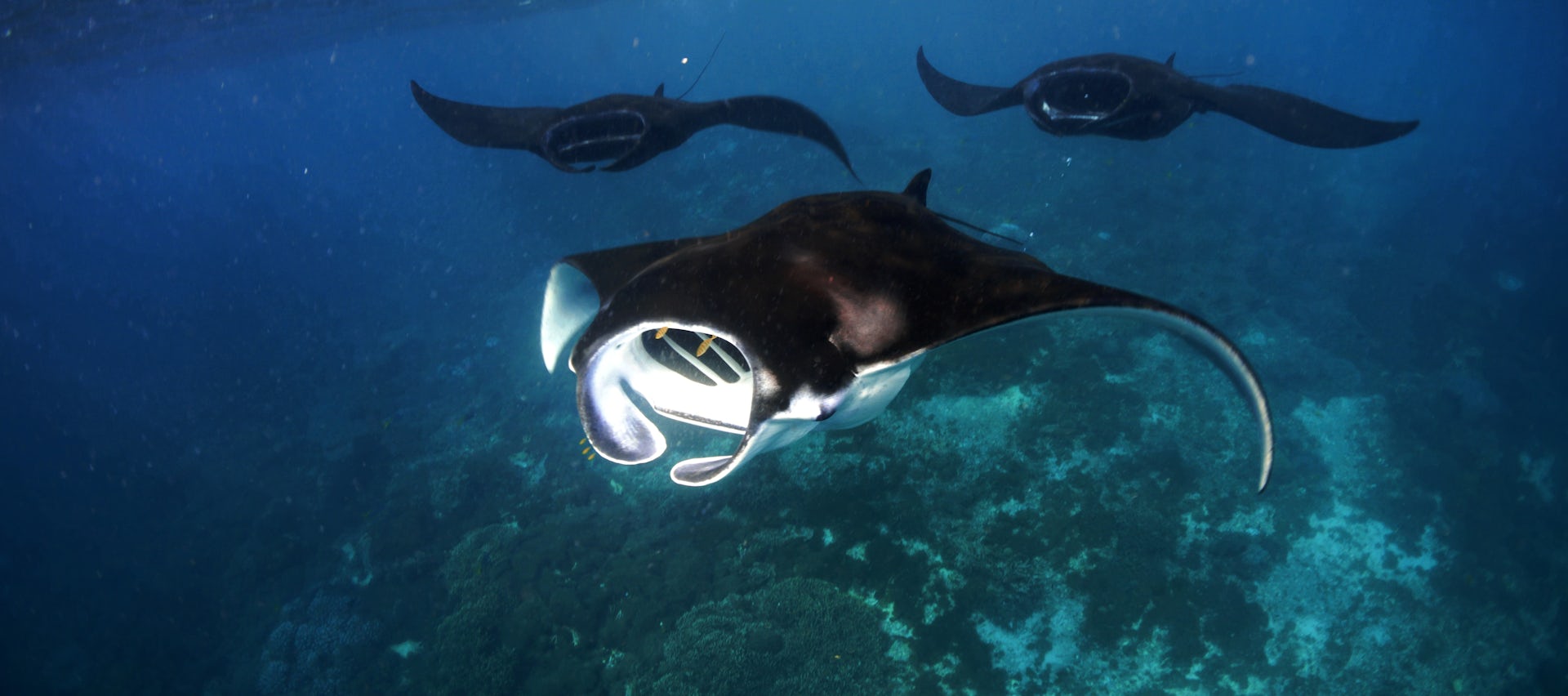 Riset ungkap pari manta karang Raja Ampat tergolong “anak rumahan” di ...