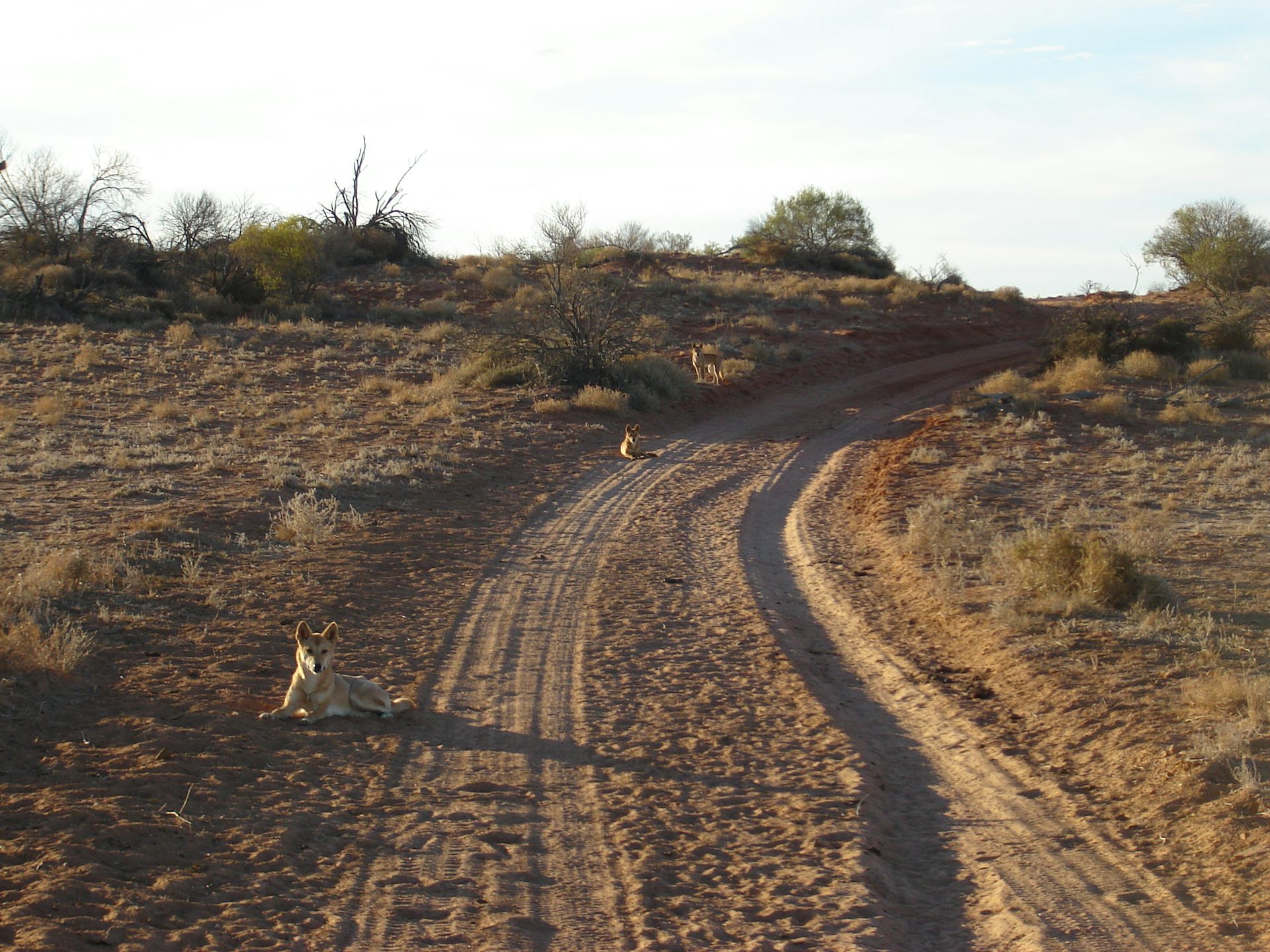Dingo control doesn't hurt native wildlife: largest Australian study