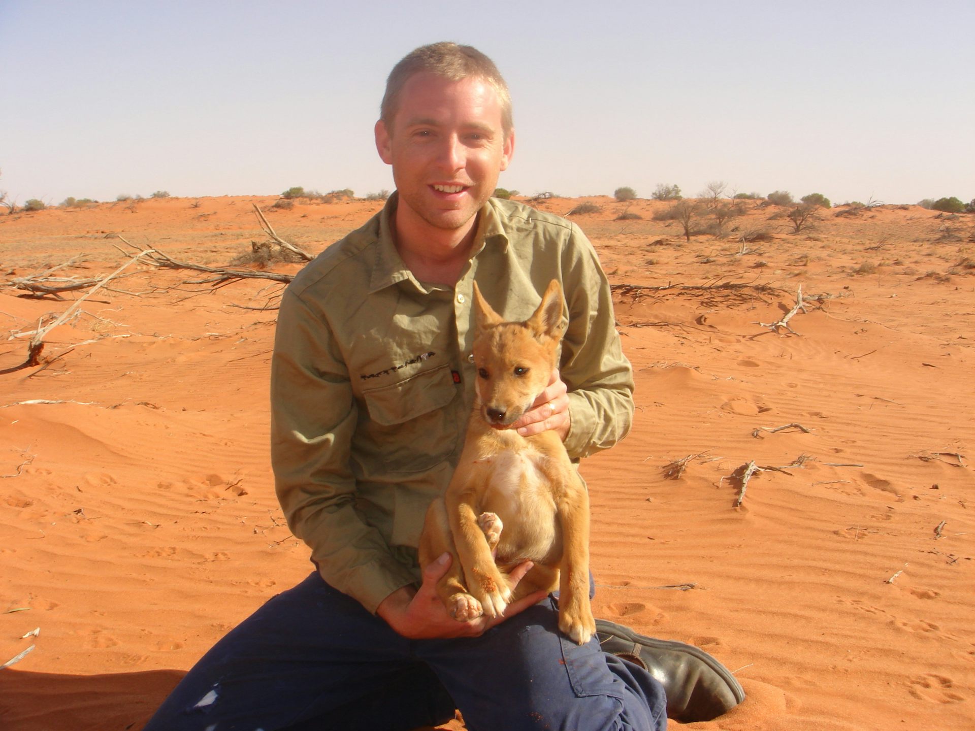 Dingo control doesn't hurt native wildlife: largest Australian study